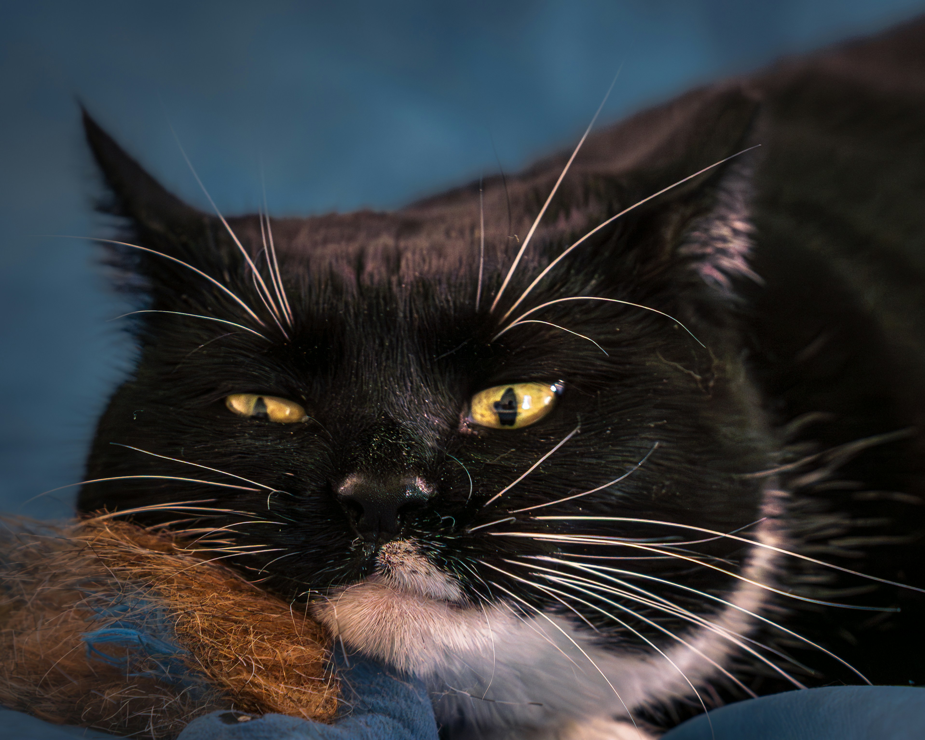 Midday Whiskers: a Black Cat's Quiet Gaze