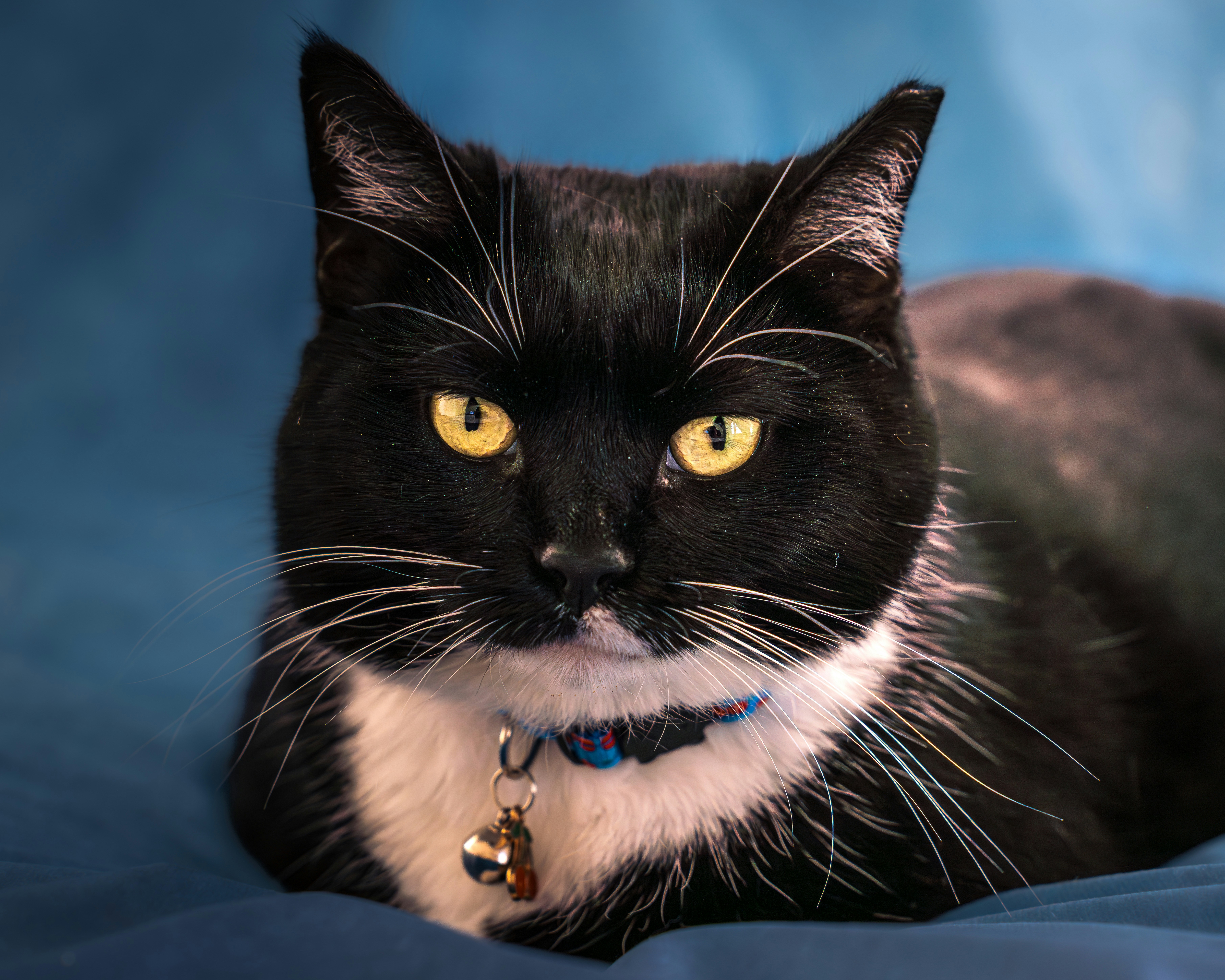 Midnight Reporter: A Focused Portrait of a Black-and-White Cat