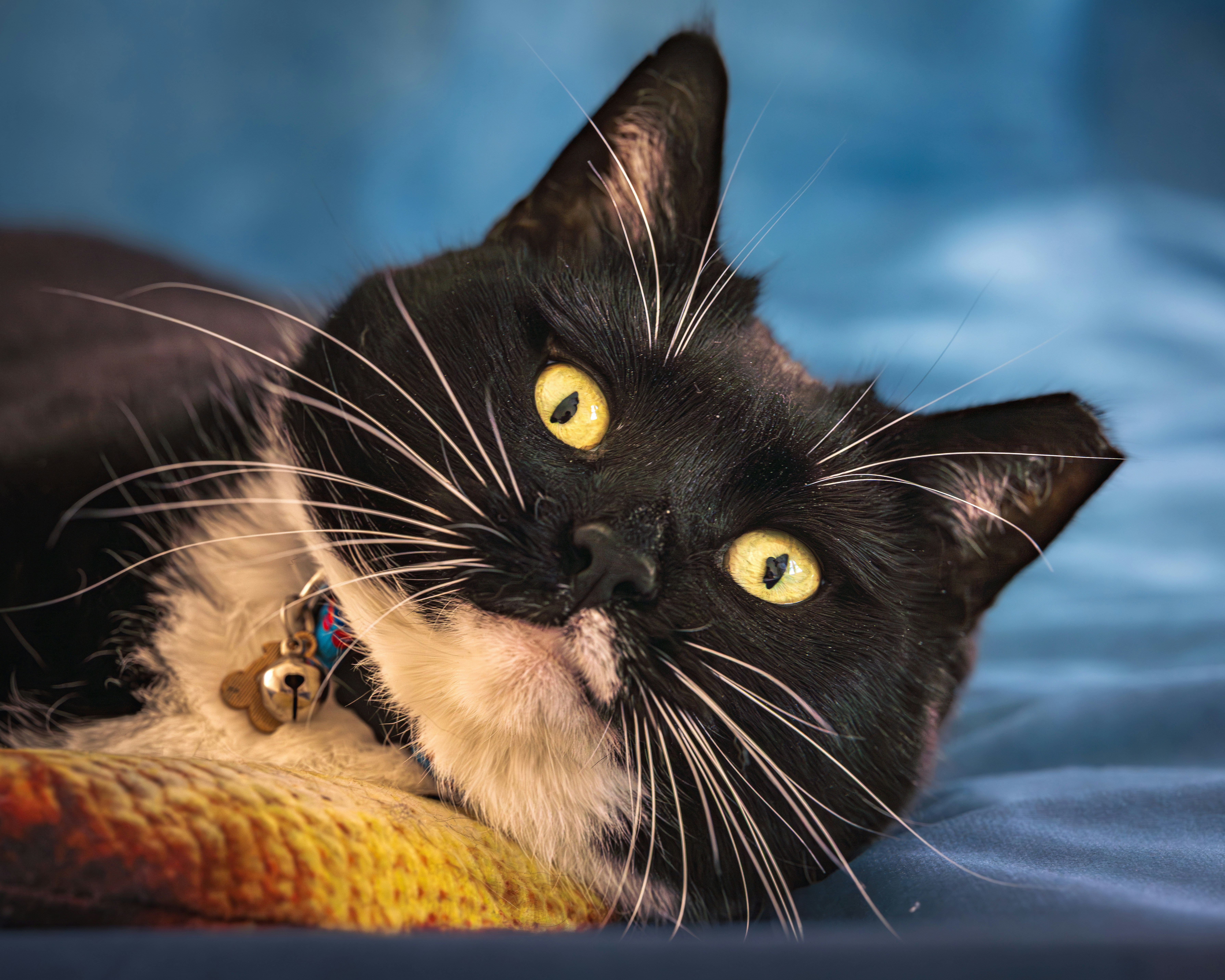 Curled Contemplation: A Black Cat’s Quiet Gaze on Blue Velvet
