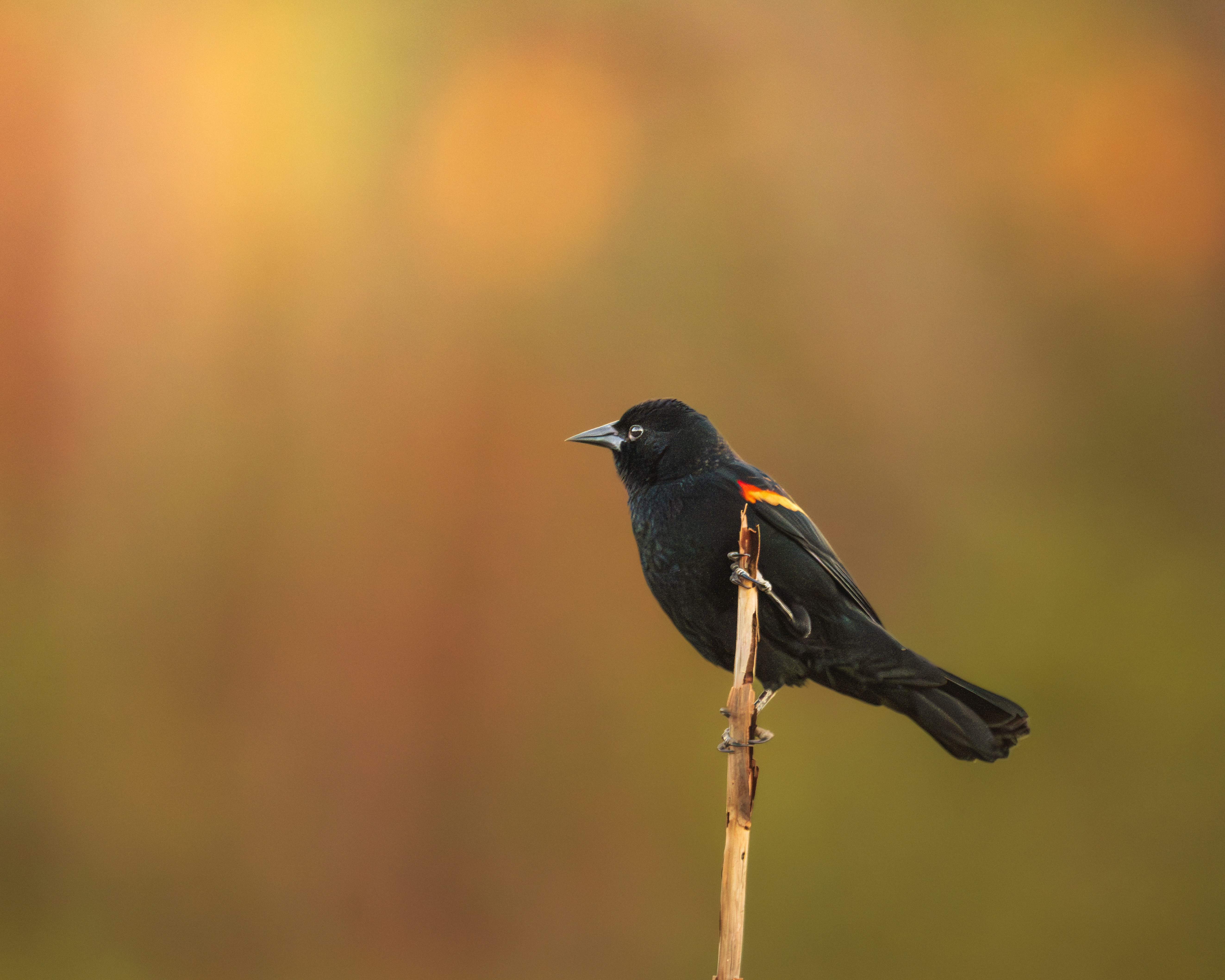Blackbird on a Quiet Reed—Autumn Light and a Moment of Poise