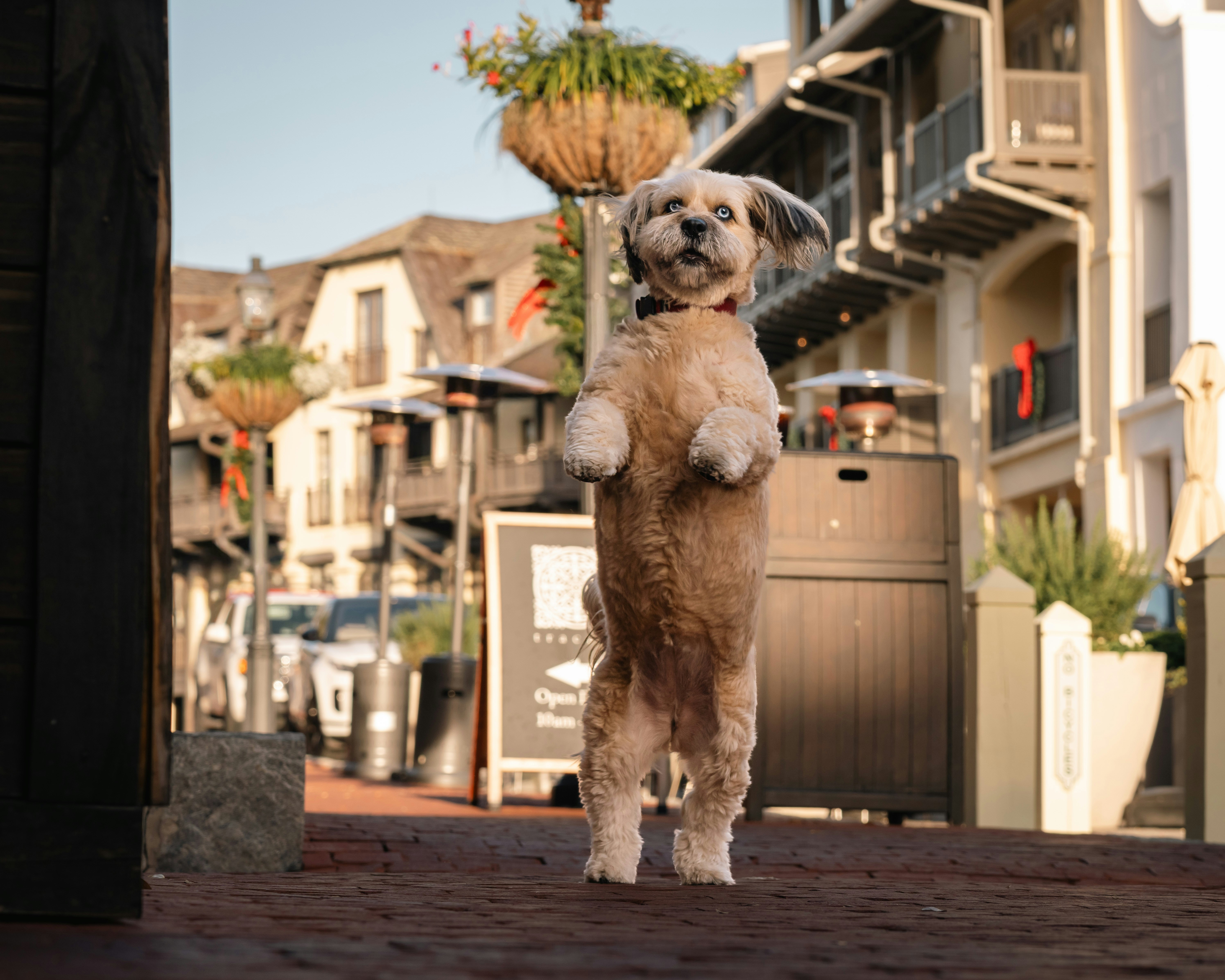 A small dog standing on its hind legs in an urban street environment. Captured in natural daylight with shallow depth of field and soft background blur