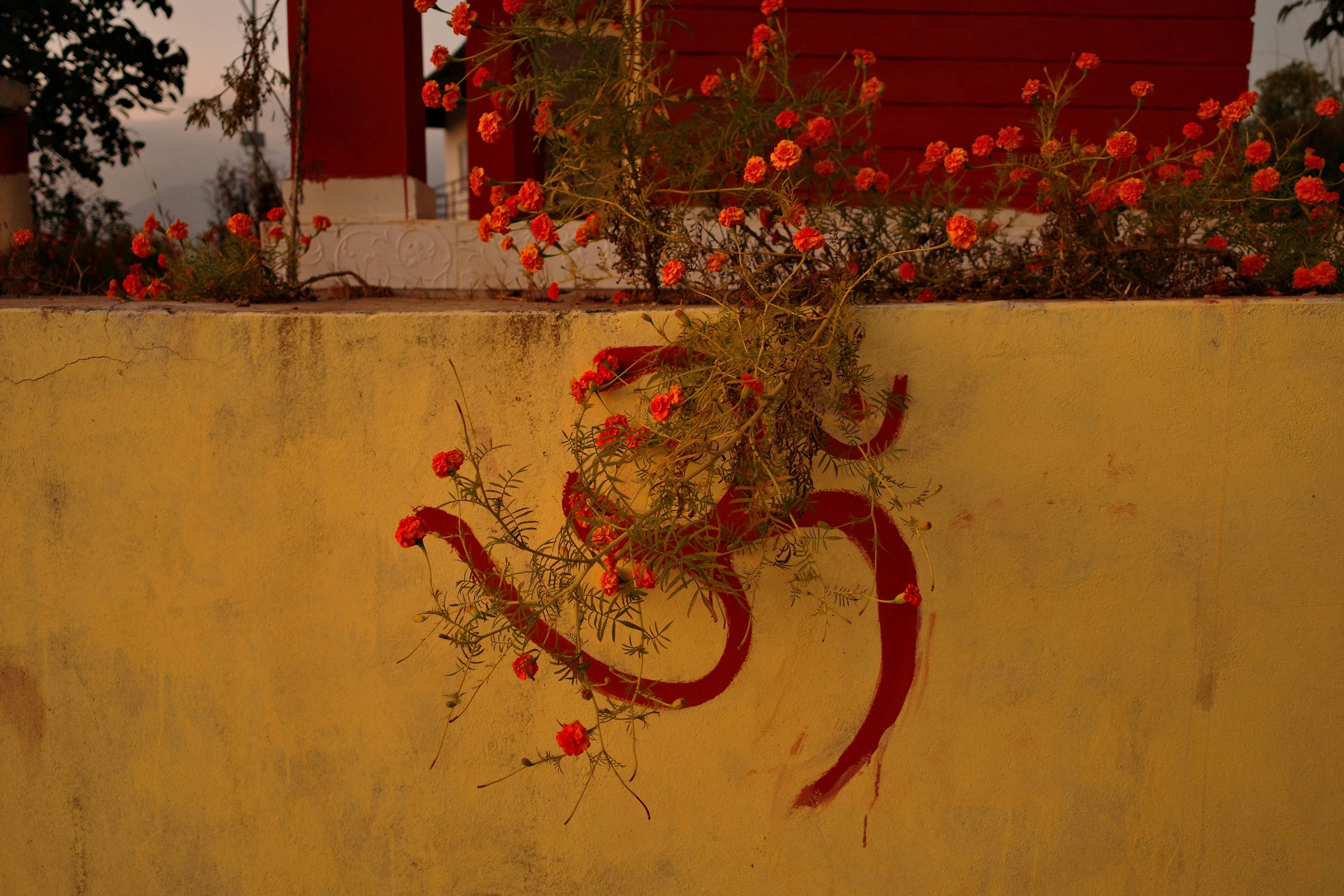 Red Bouquets on a Sunlit Yellow Wall