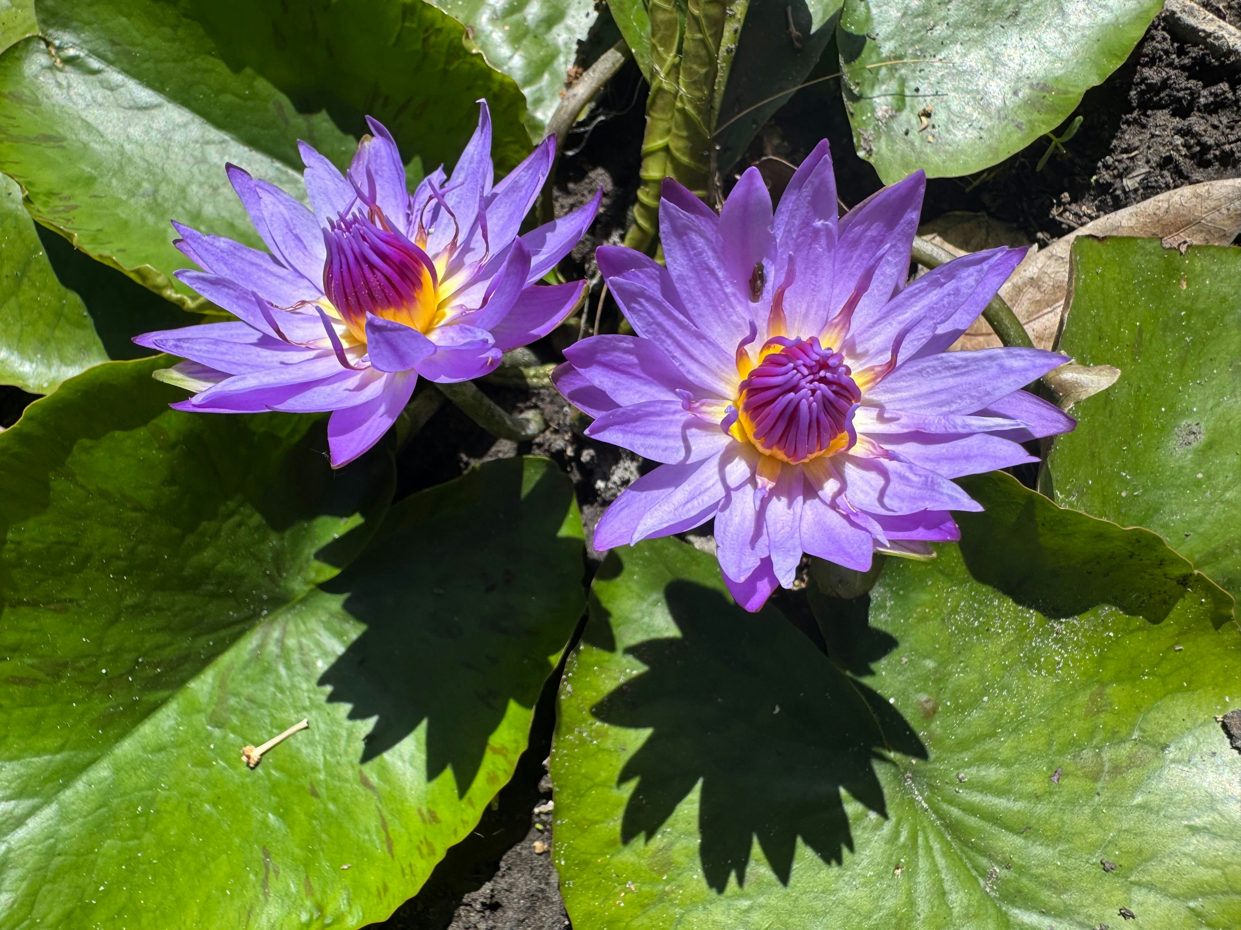 Photo by Lily Gullett with Apple iPhone 15 Pro