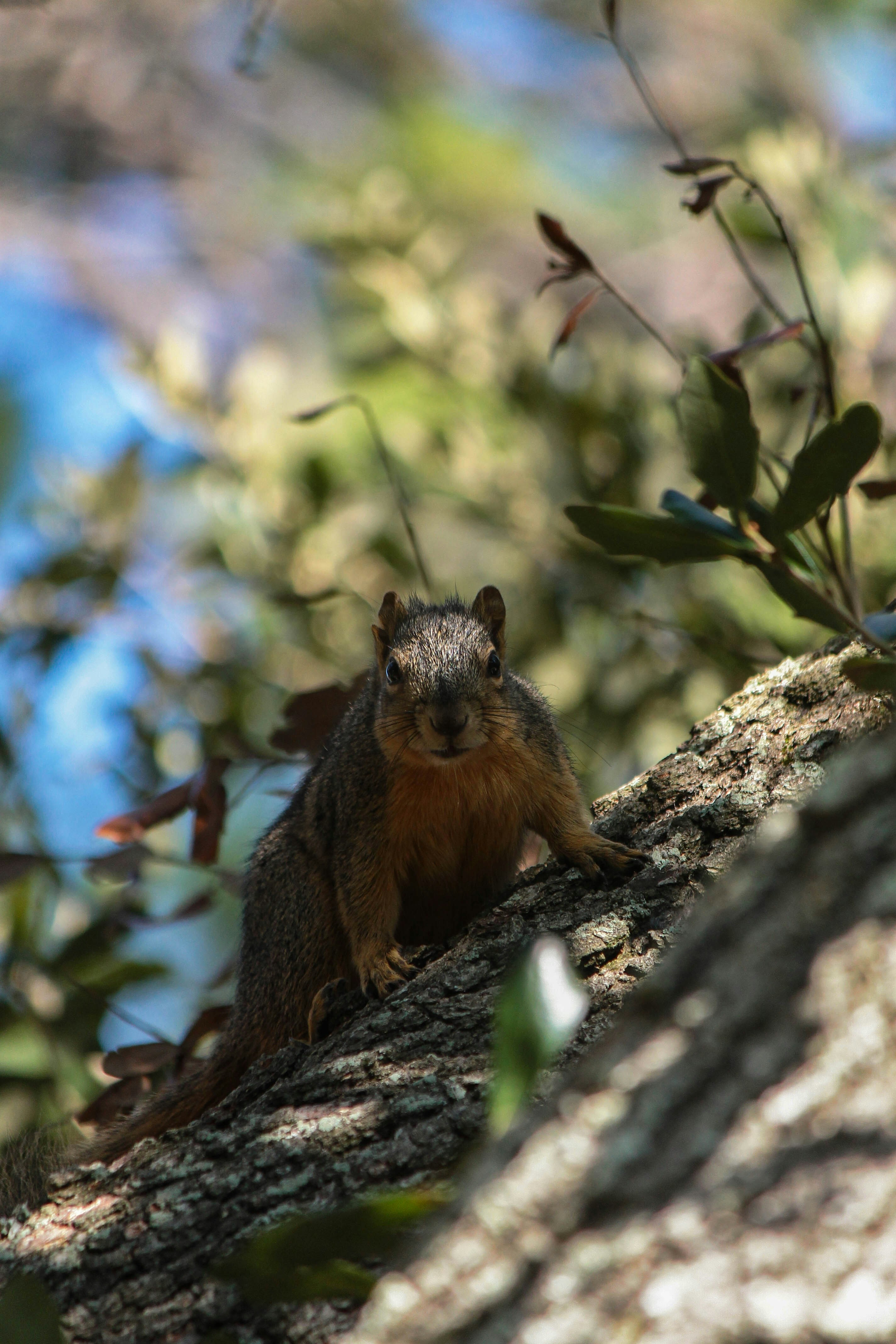 Curious Squirrel Perched on a Sunlit Branch