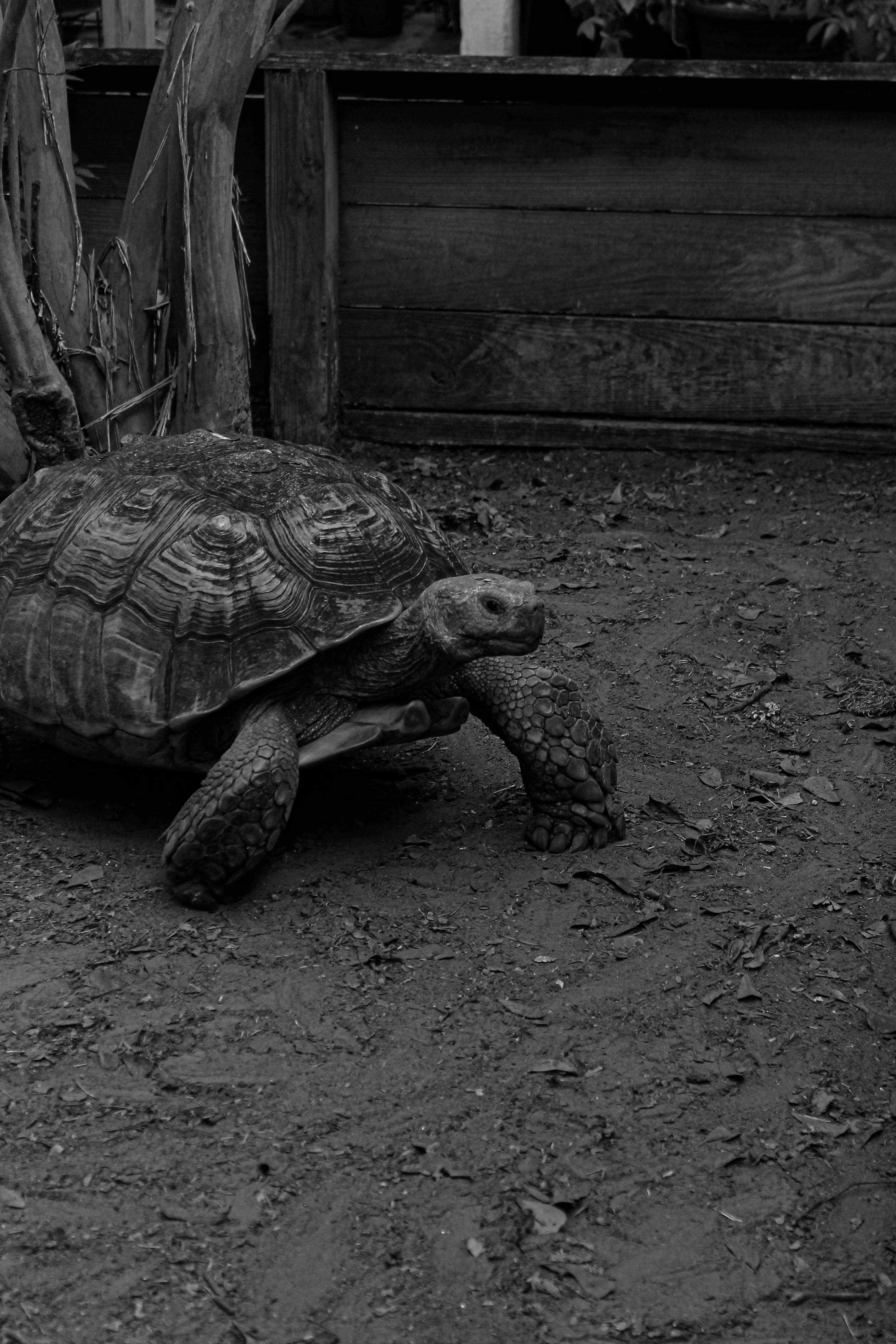 Tortoise Grounded in a Quiet Corner