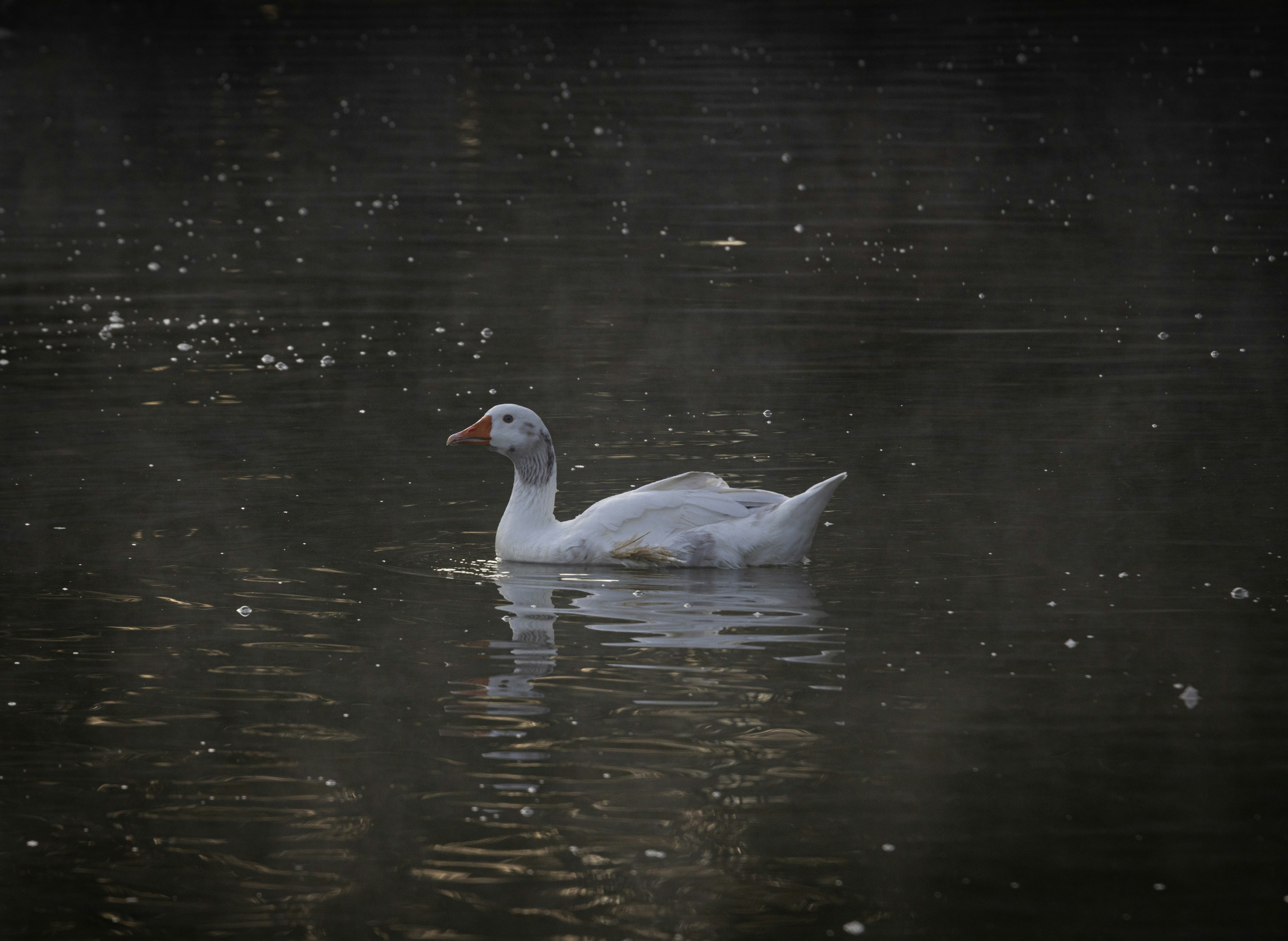 Photo by Alfonso Betancourt with Canon EOS R