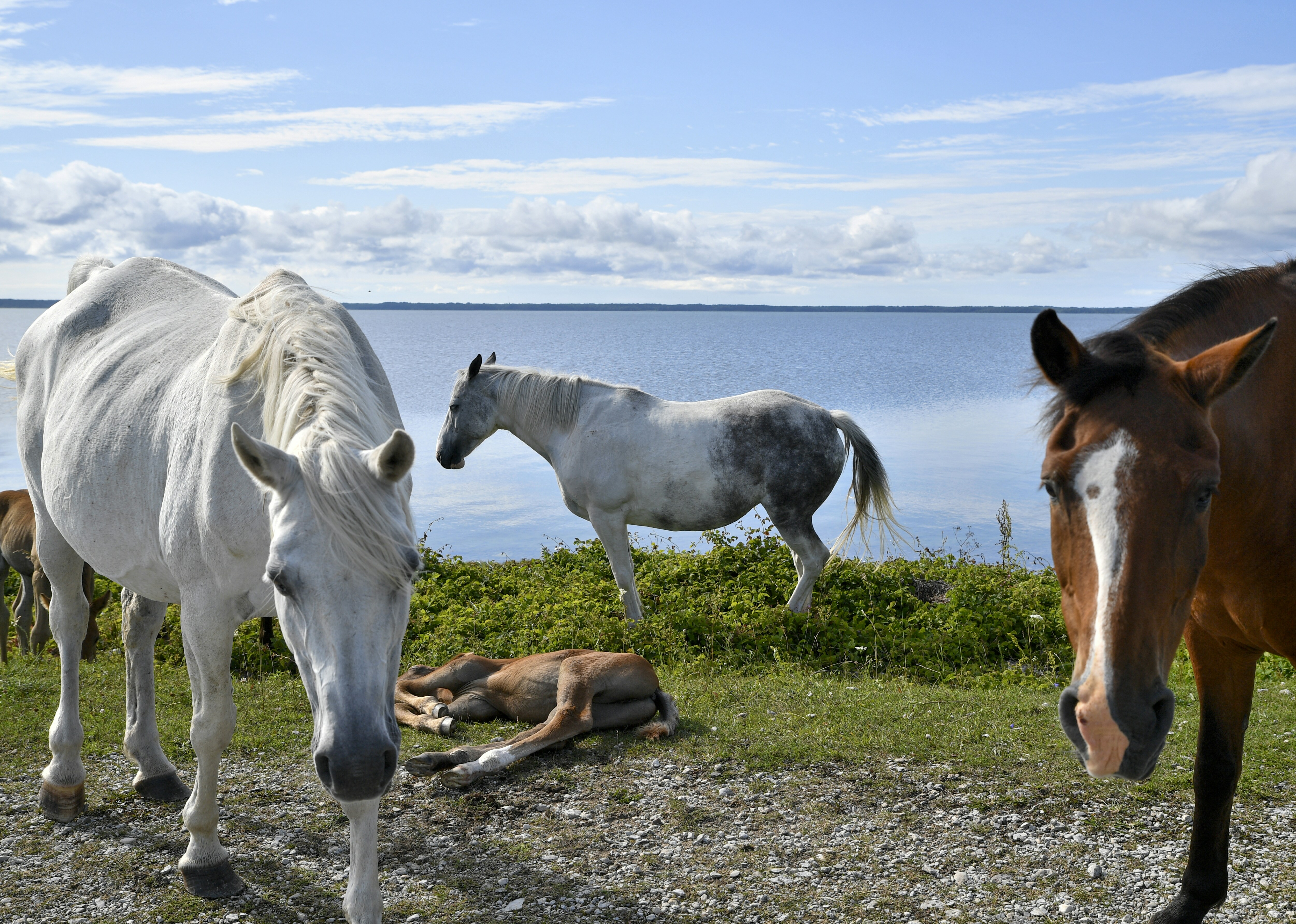 Pasture Portrait: White Horses by the Shore