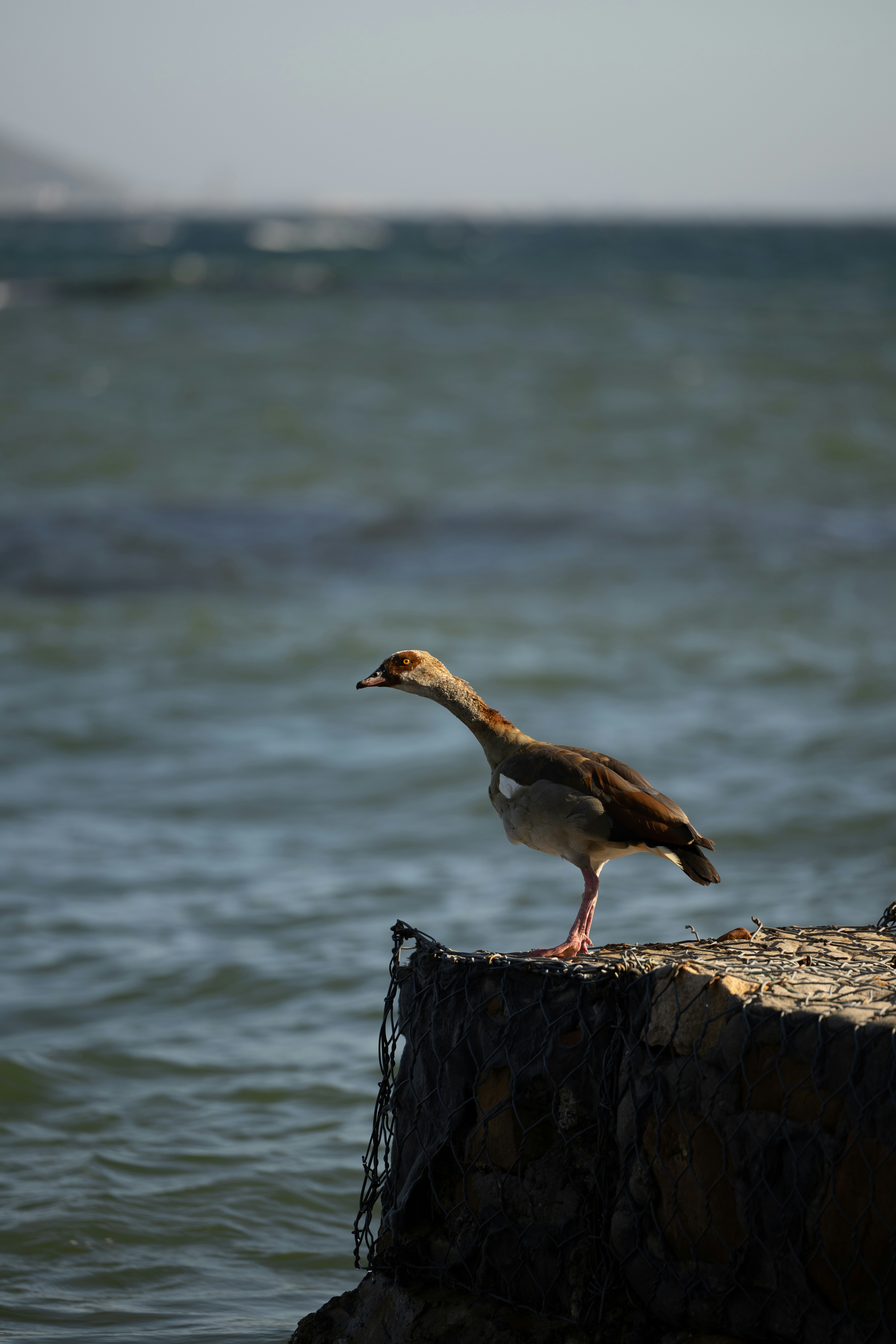 Lone Wader on the Breakwater
