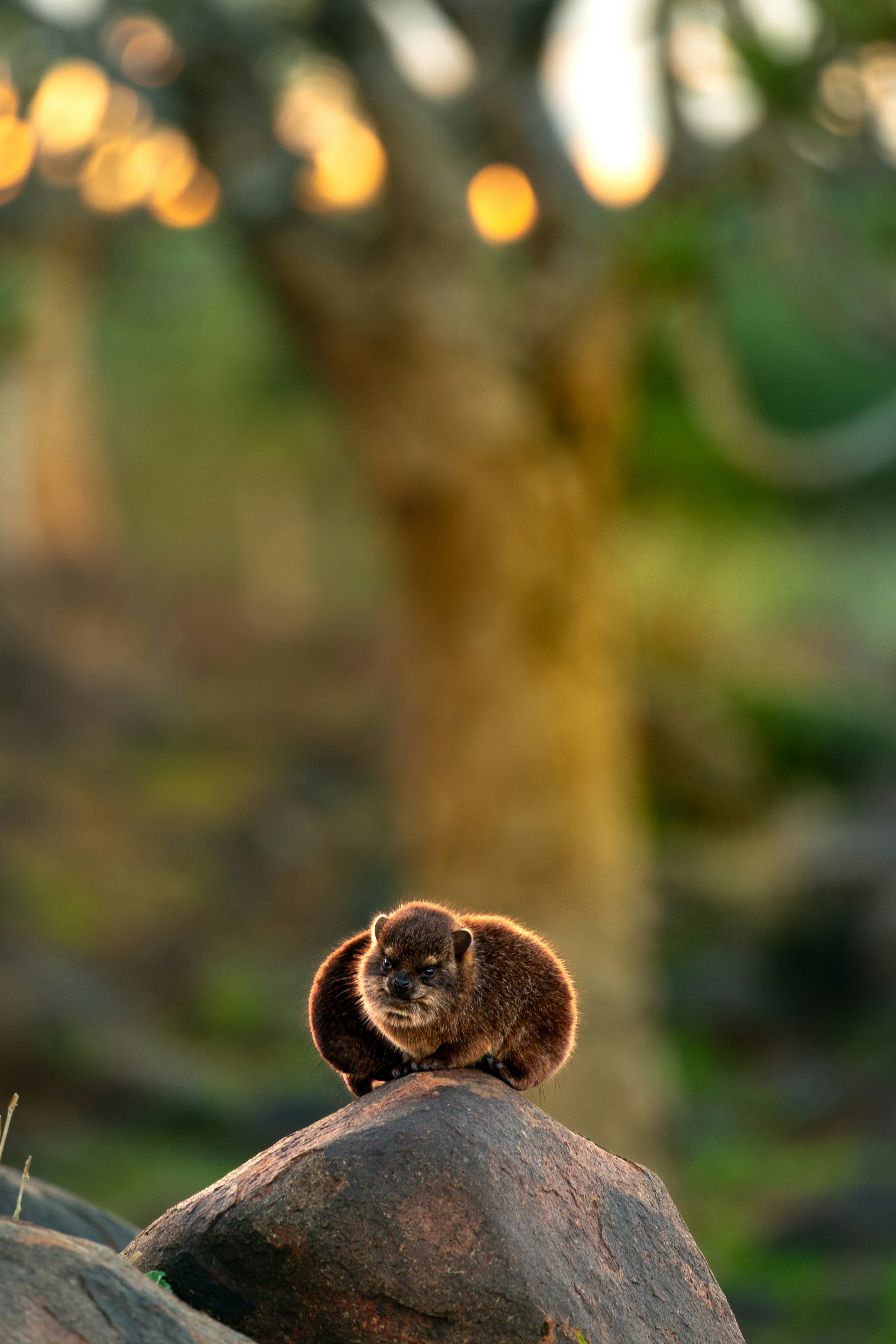 Tiny Sentry on a Mossy Peak