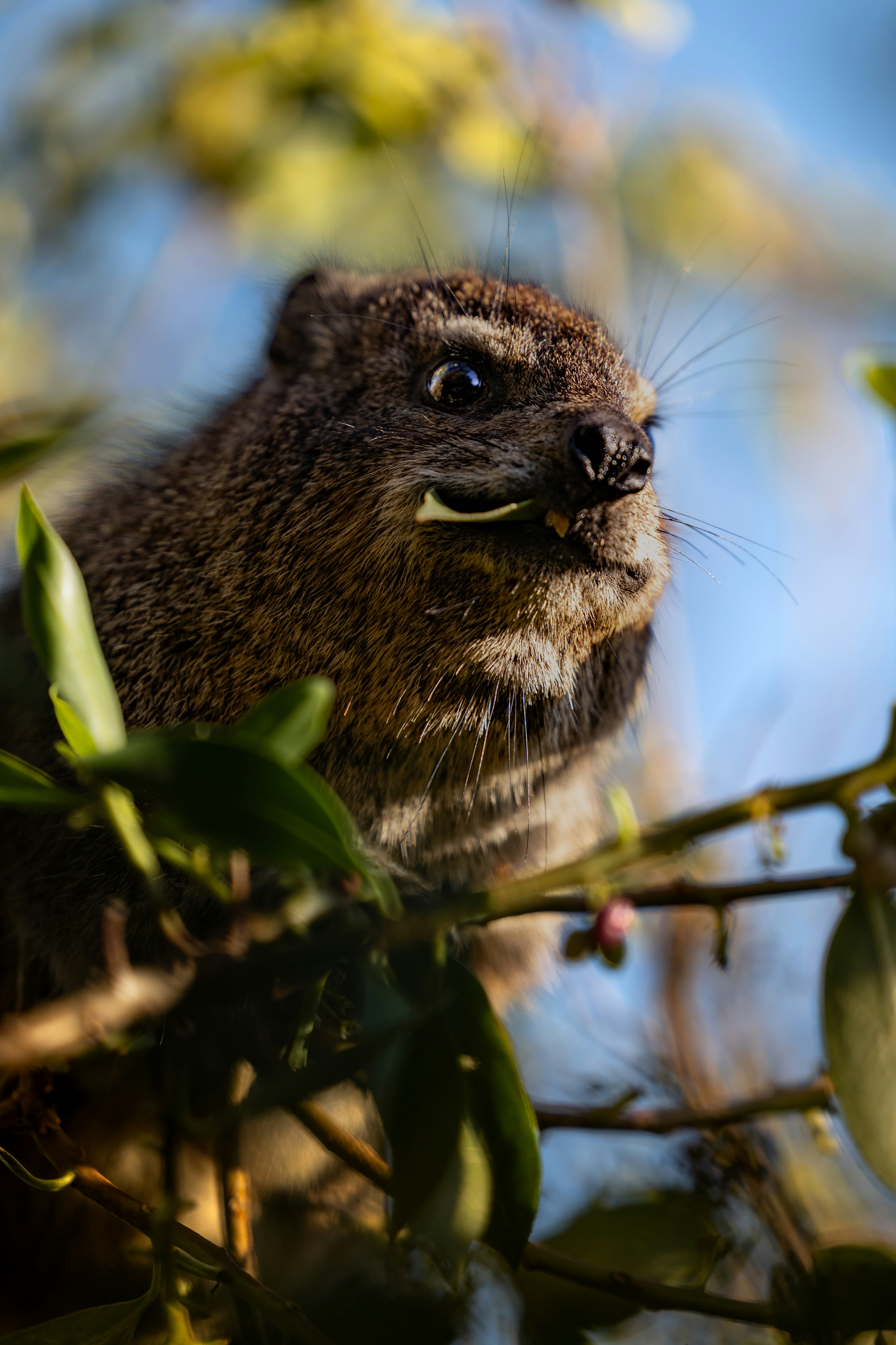 Curious Rodent Portrait: Nut-Brown Whiskers Above the Branch