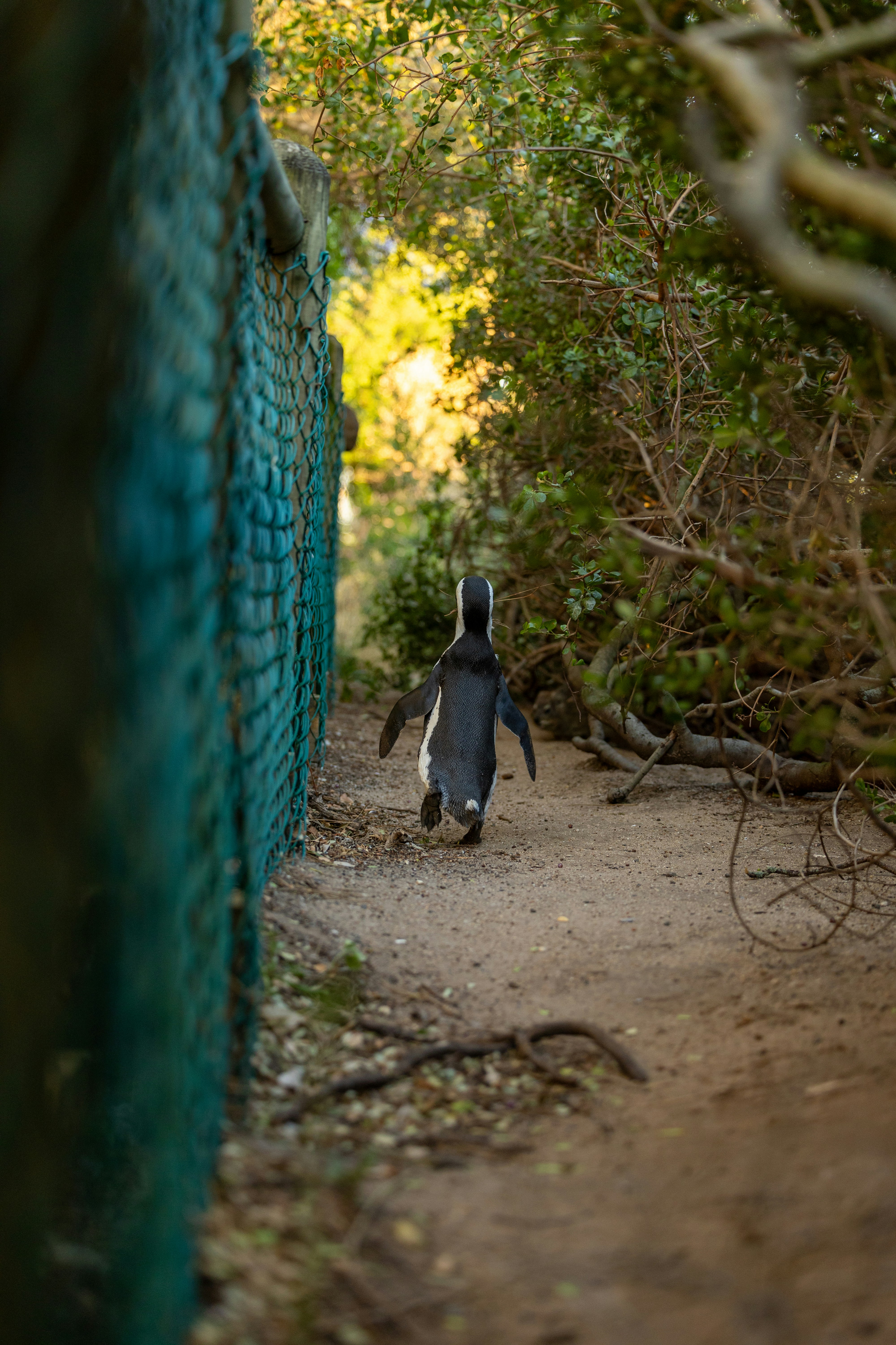 Little Penguin on a Dusty Path Between a Fence and Branches