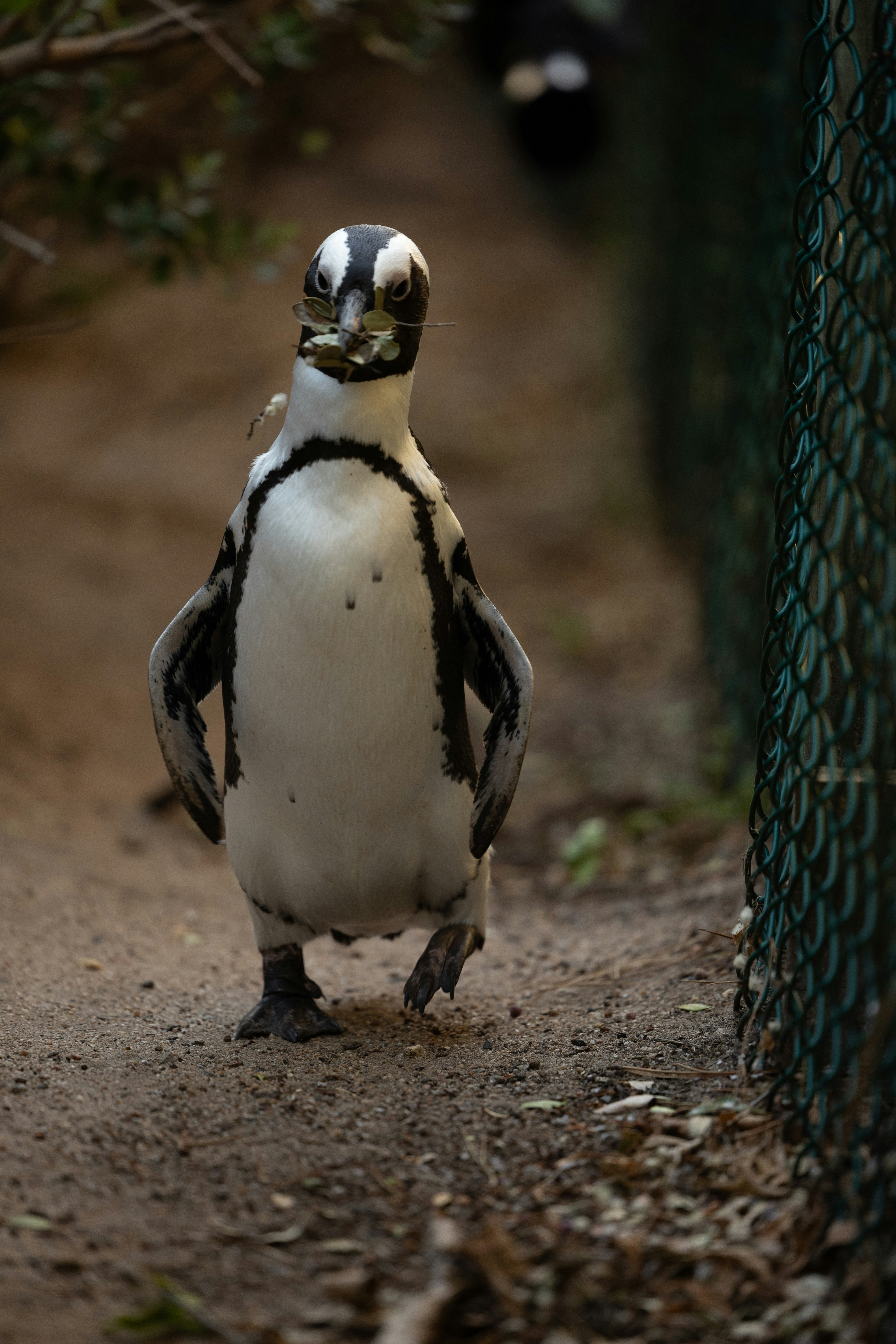 Full-body portrait of an African penguin standing on a sunlit South African shoreline, its sleek black-and-white plumage and bright facial markings captured in sharp detail against a natural backdrop.