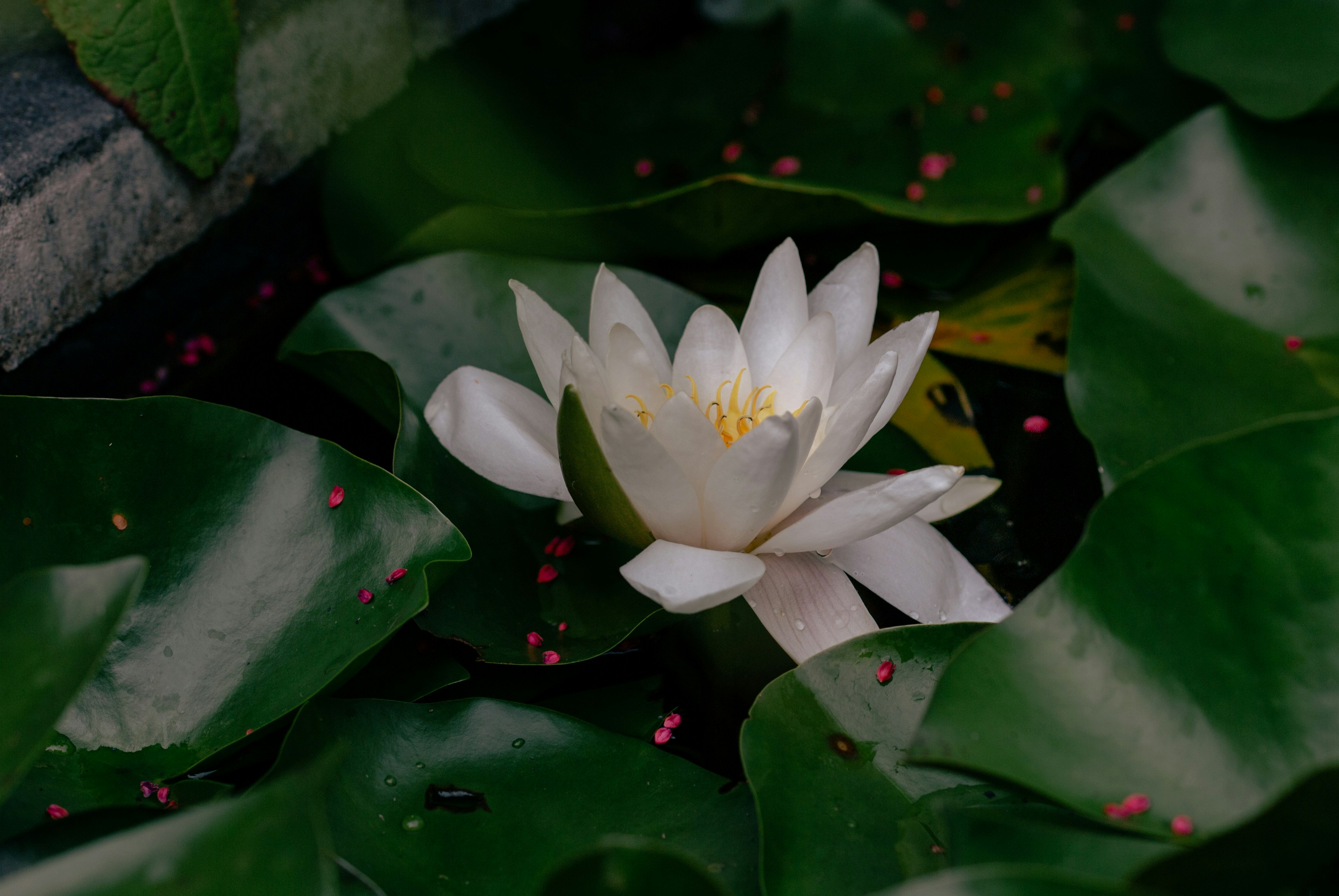 A white water lily blooms among green lily pads. photo – Free Garden ...