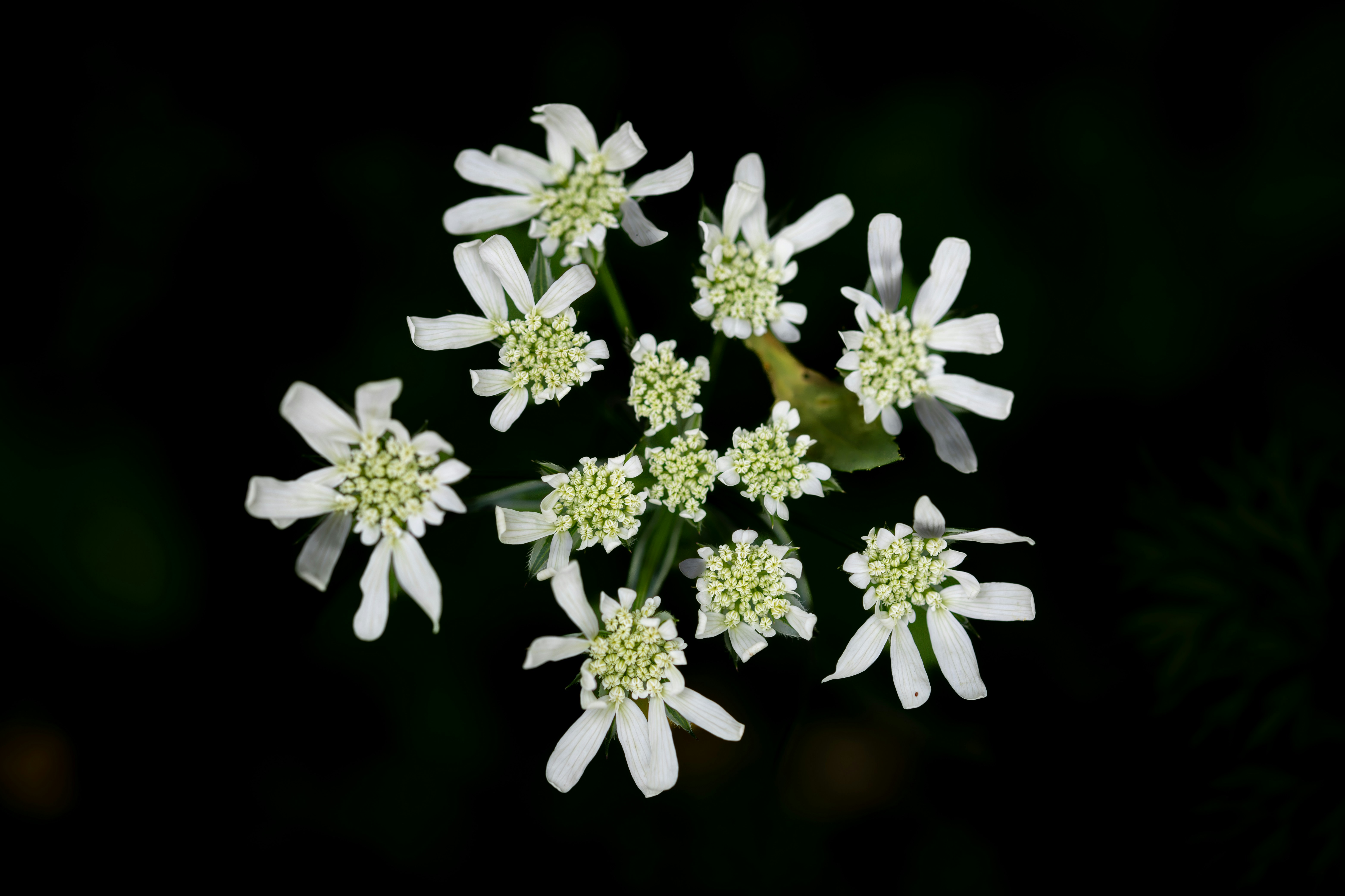 White star-bloom cluster in a velvet black