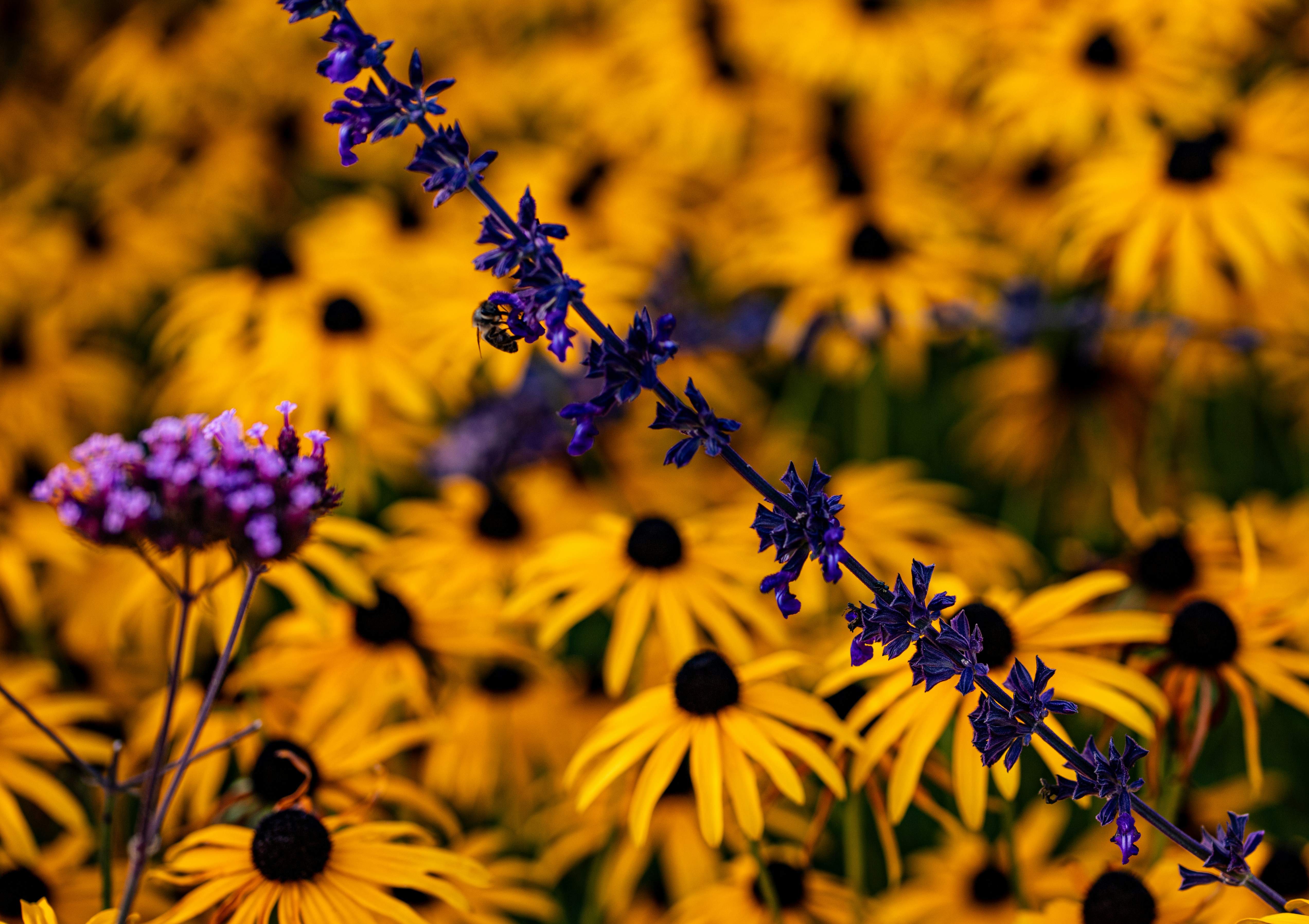 Crimson Threads Across a Field of Sunlit Gold
