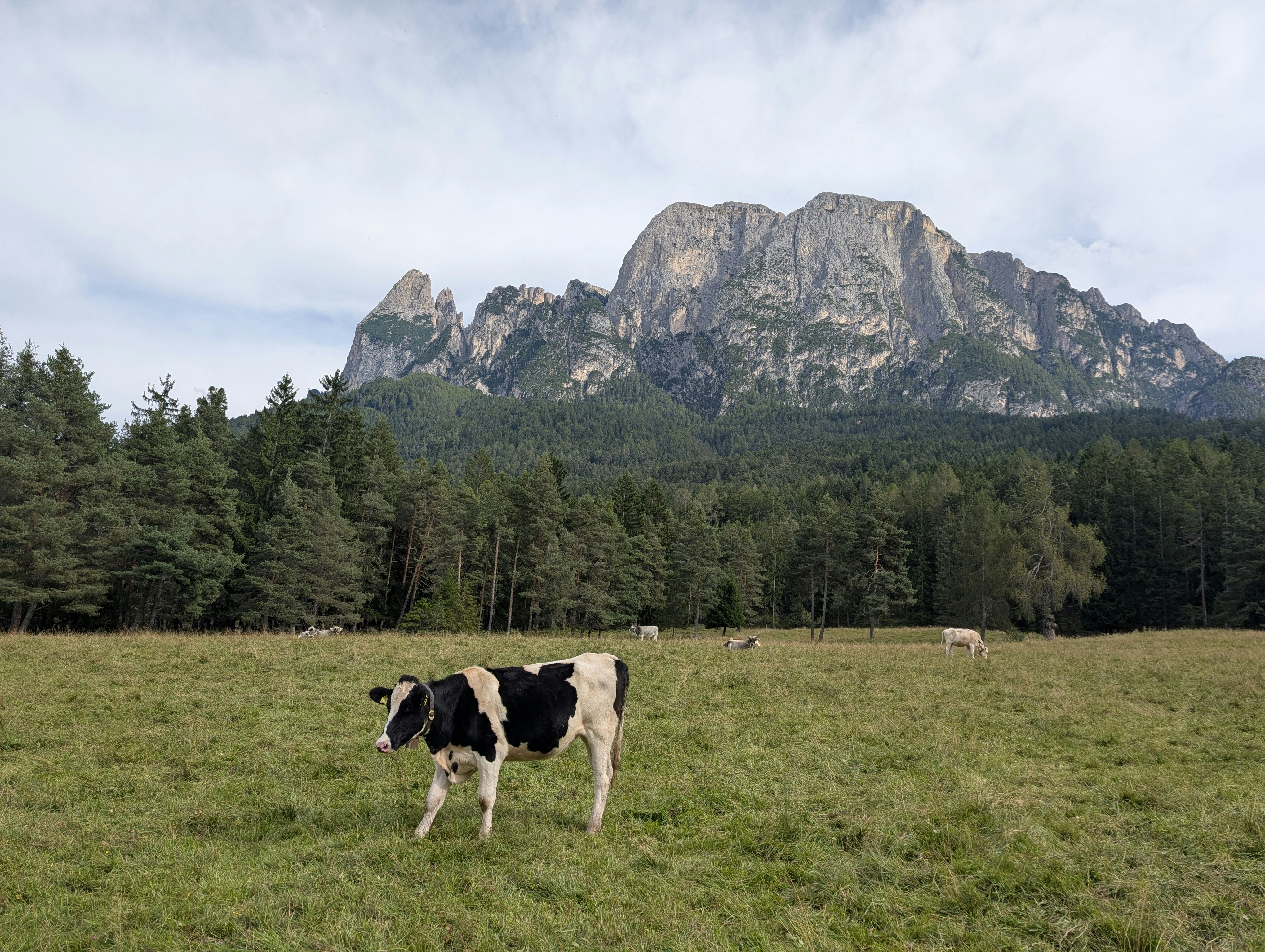 Pasture Sentinel Beneath the Jagged Peaks