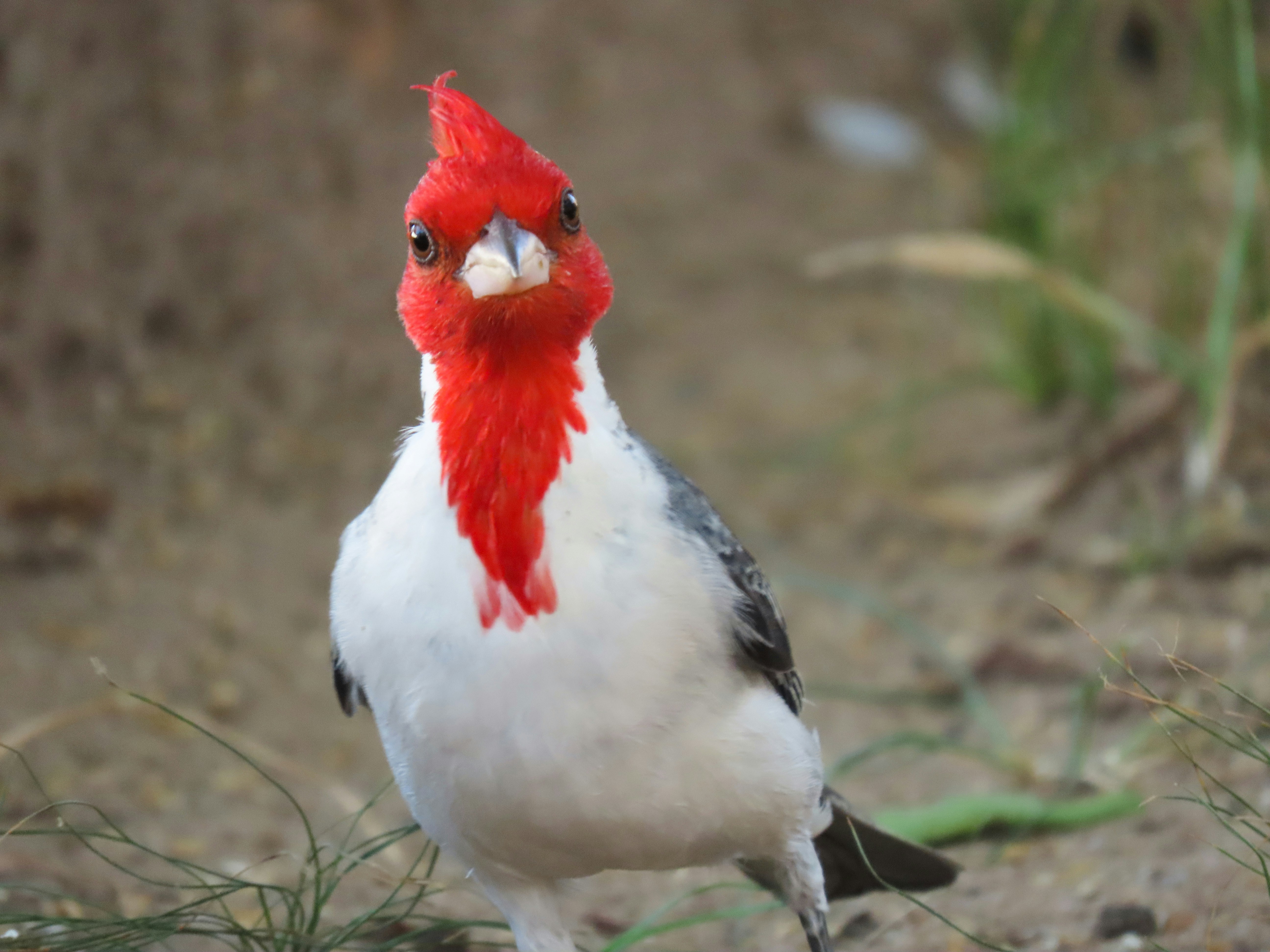 Red-crested Bersuage: A Up-Close Portrait of a Red-Headed Bird
