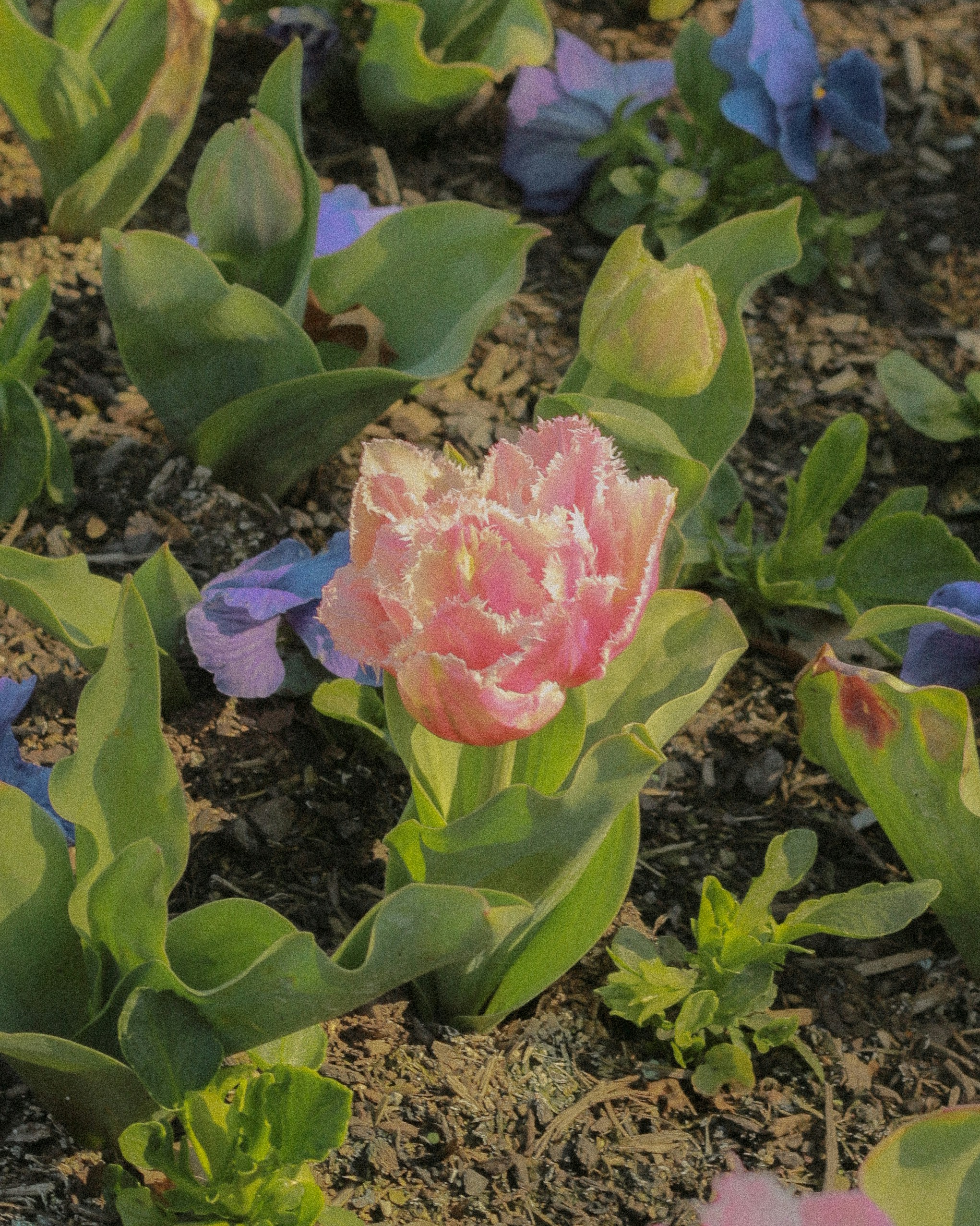 Pink fringed tulip emerging amid green leaves and violet petals