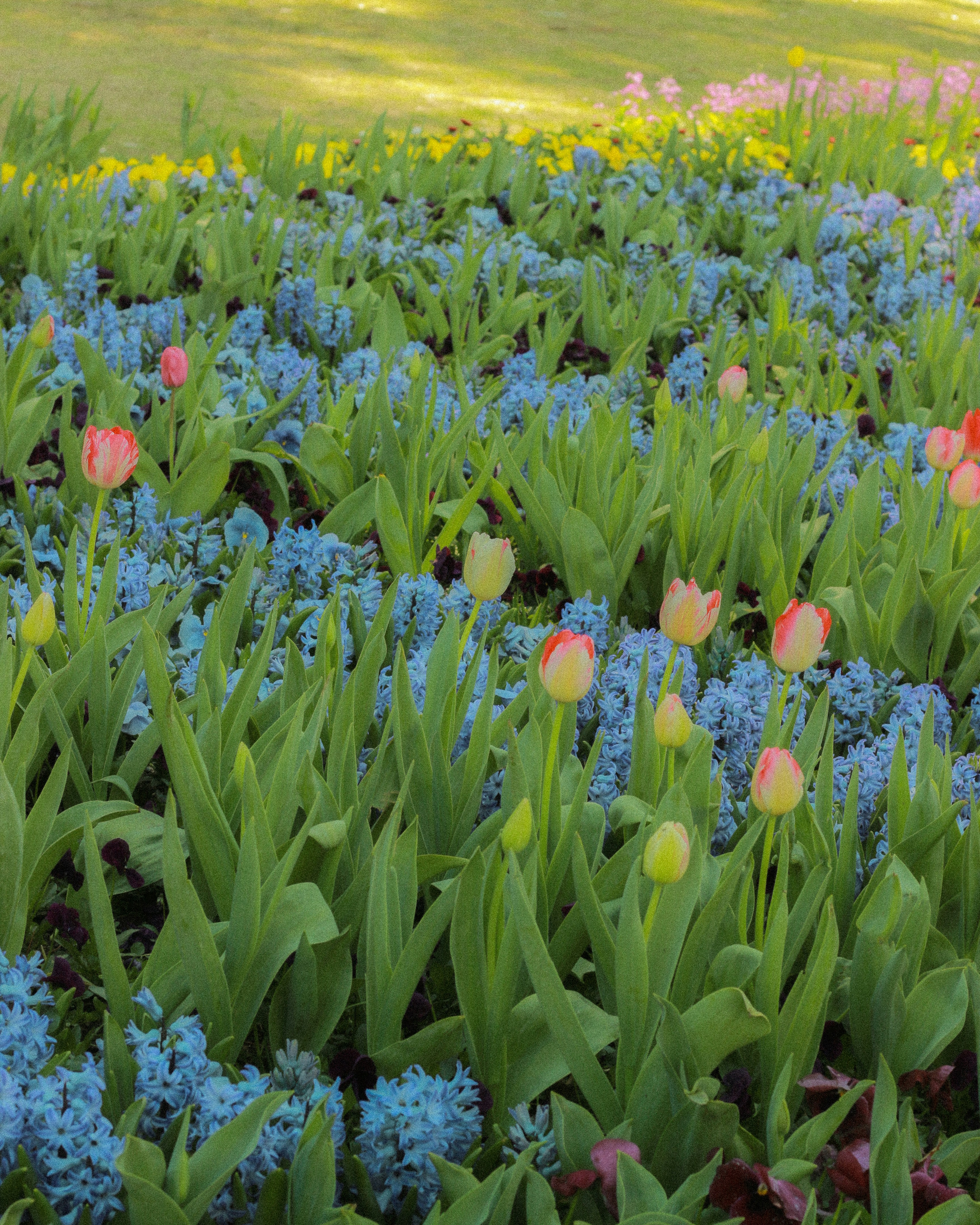 Tulip Halo Over a Sea of Blue Muscari
