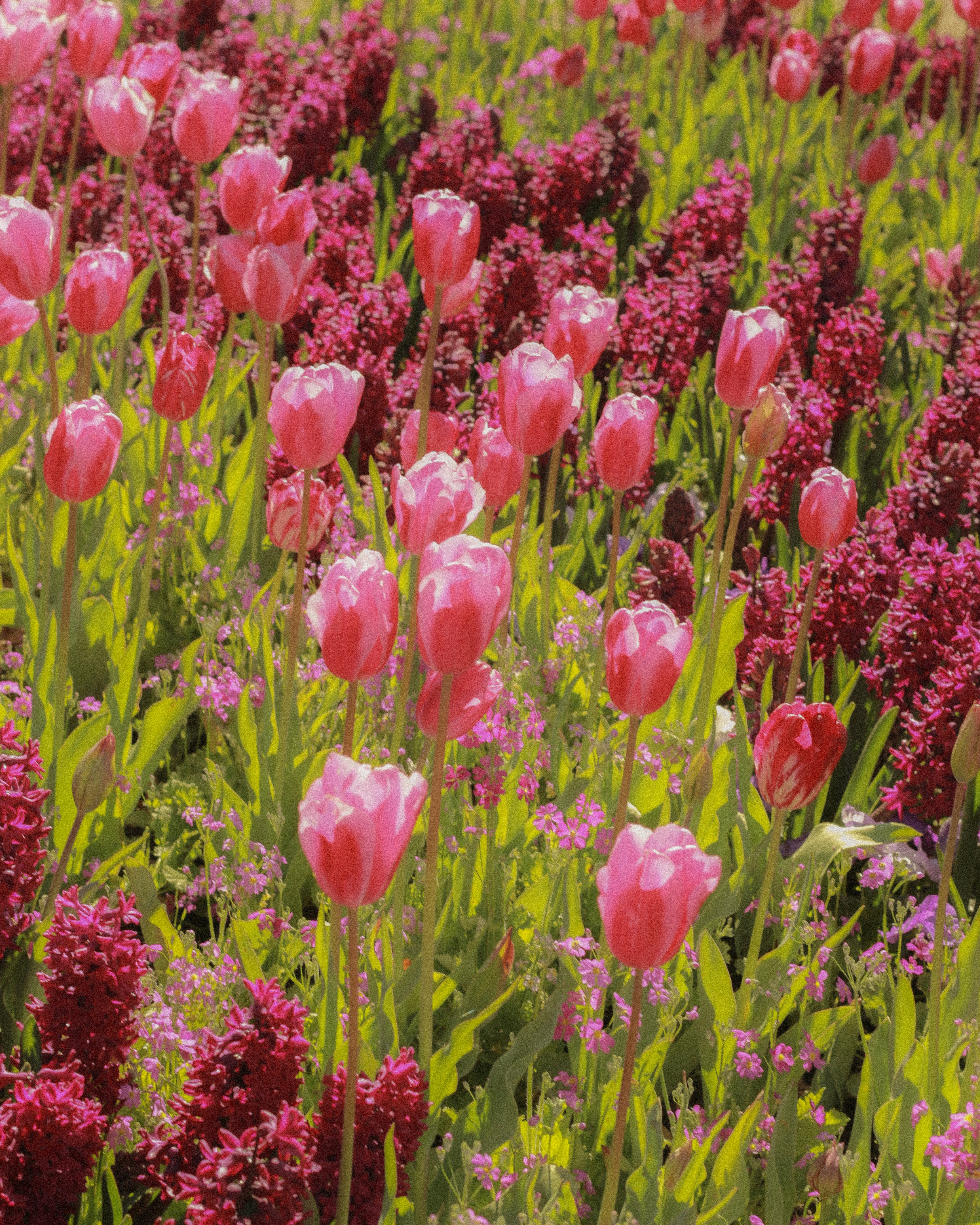 Sunlit Pink Tulips Amid Magenta Snapdragons in a Spring Bed