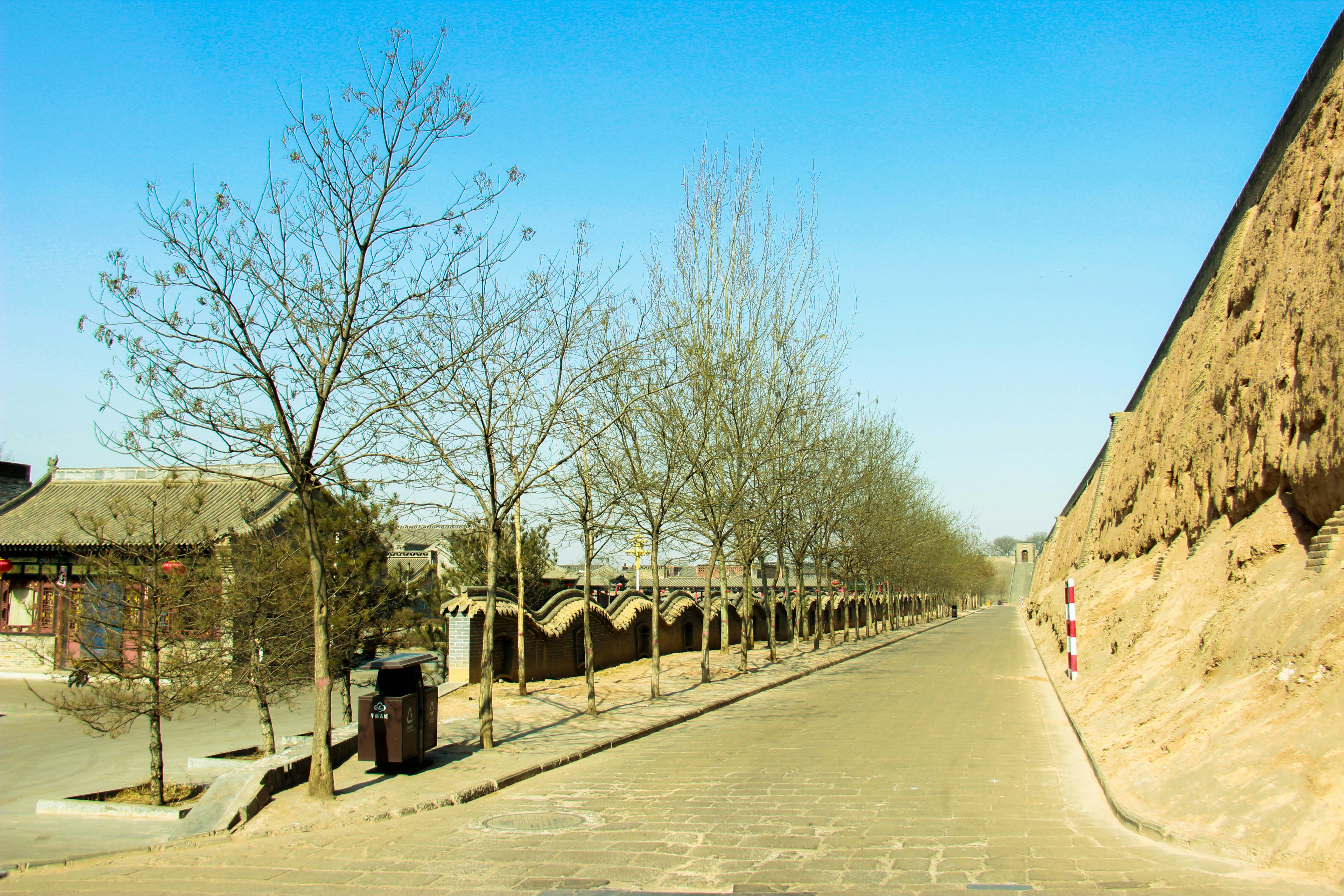 Deserted Avenue of Gnarled Trees and Ancient Walls