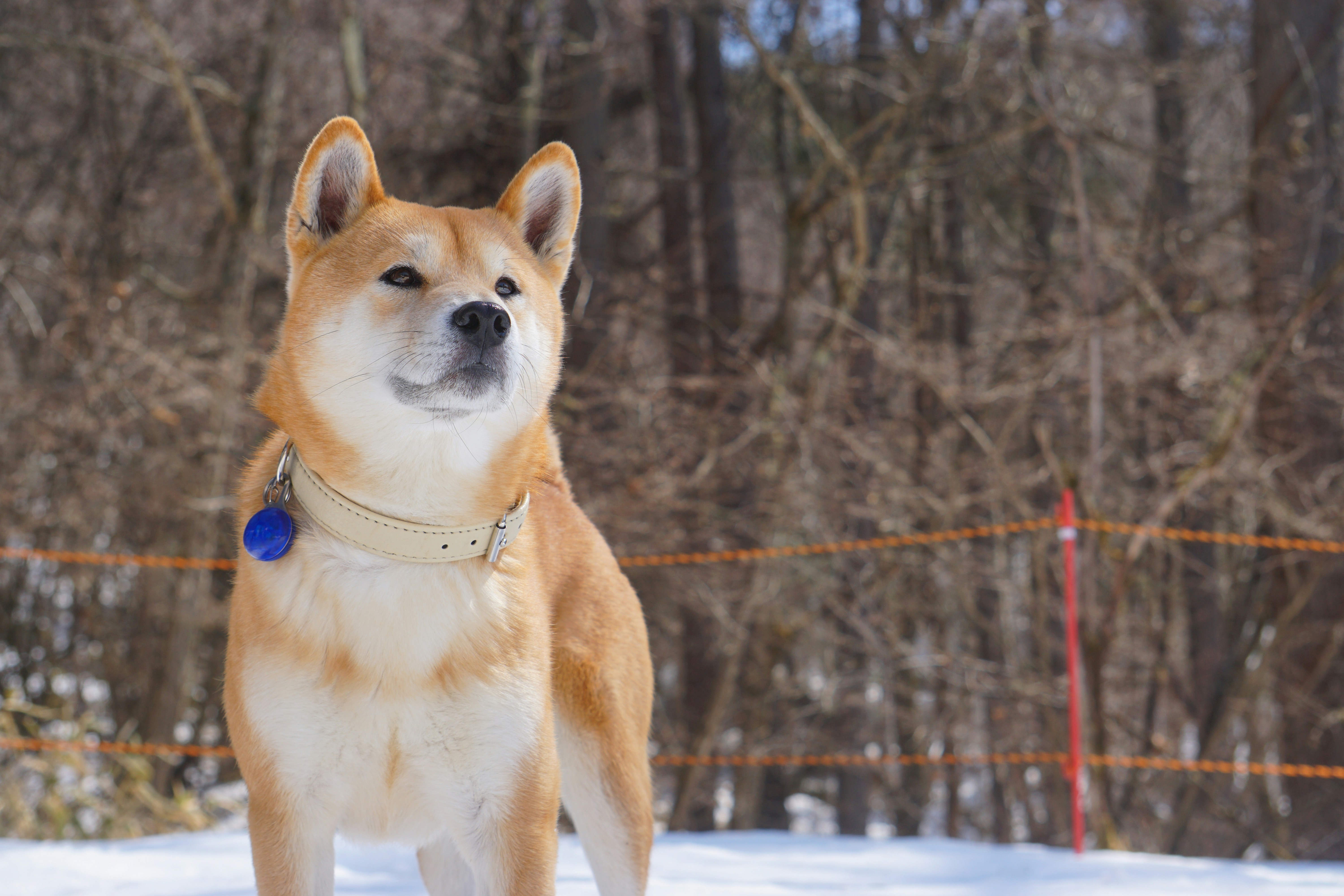 Snowy Stance: A Shiba-like Watchful Gaze in Winter Light
