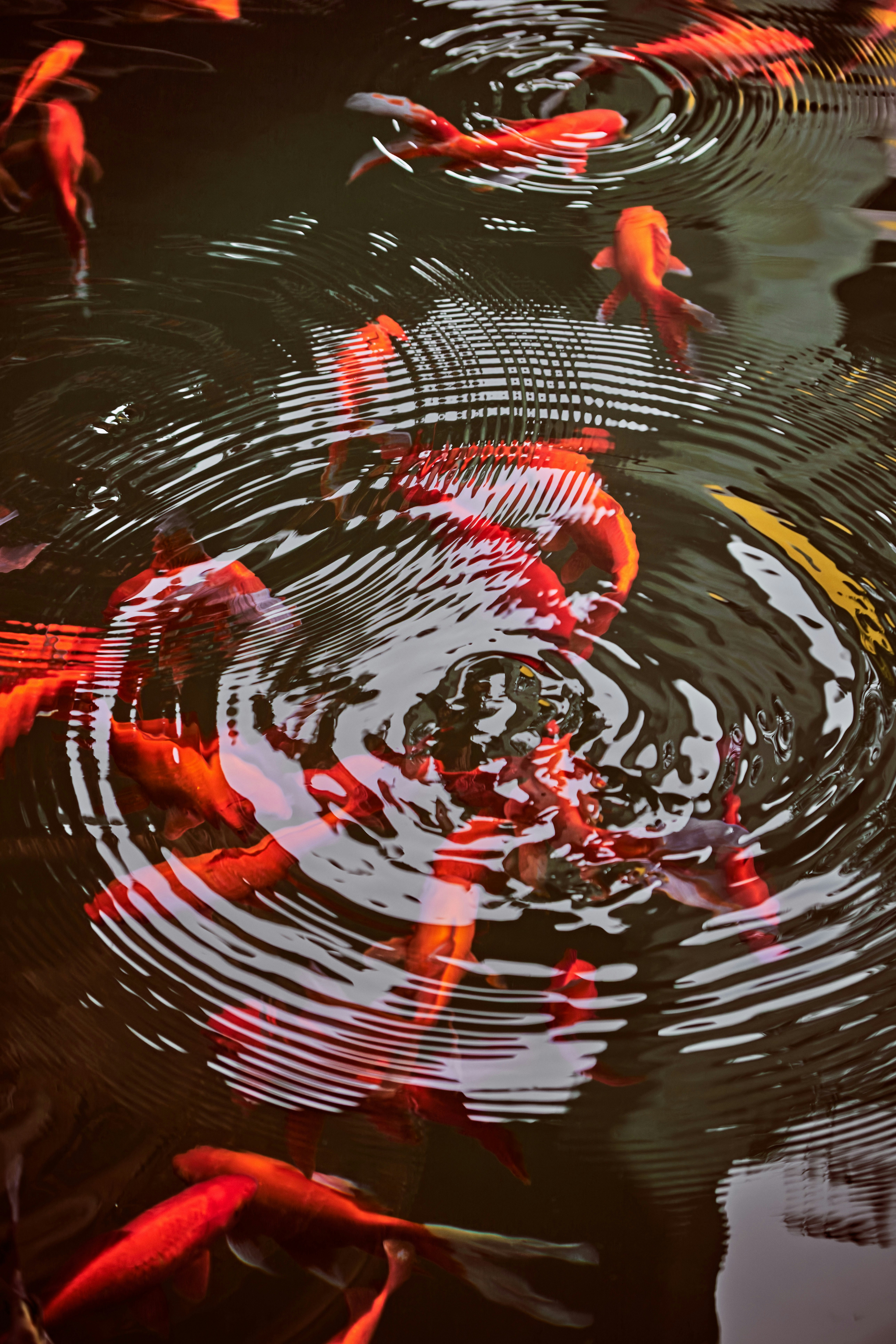 Photo by Seele An with Fujifilm X-H2