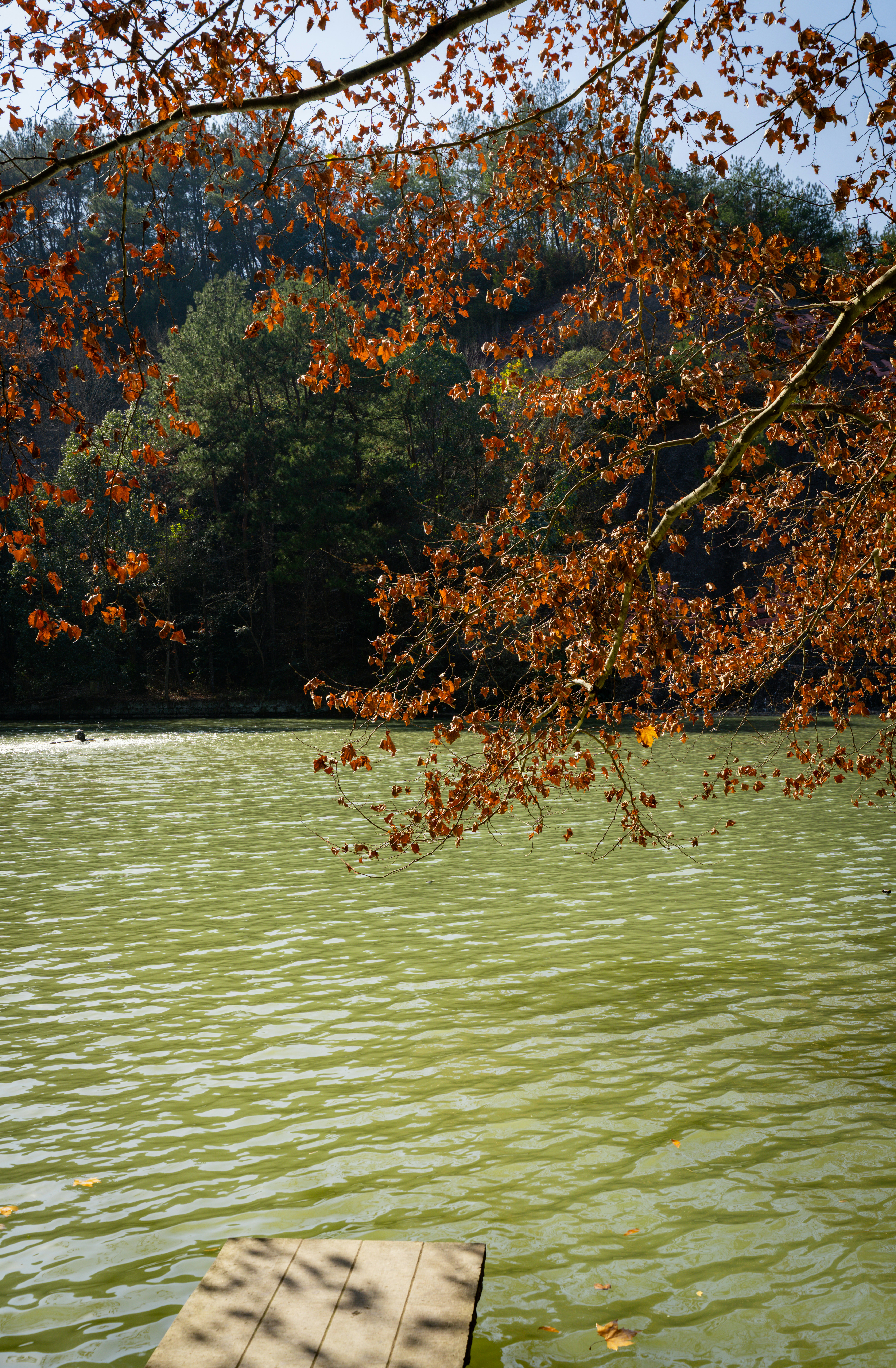 Photo by Declan Sun with Sony Alpha 7R V