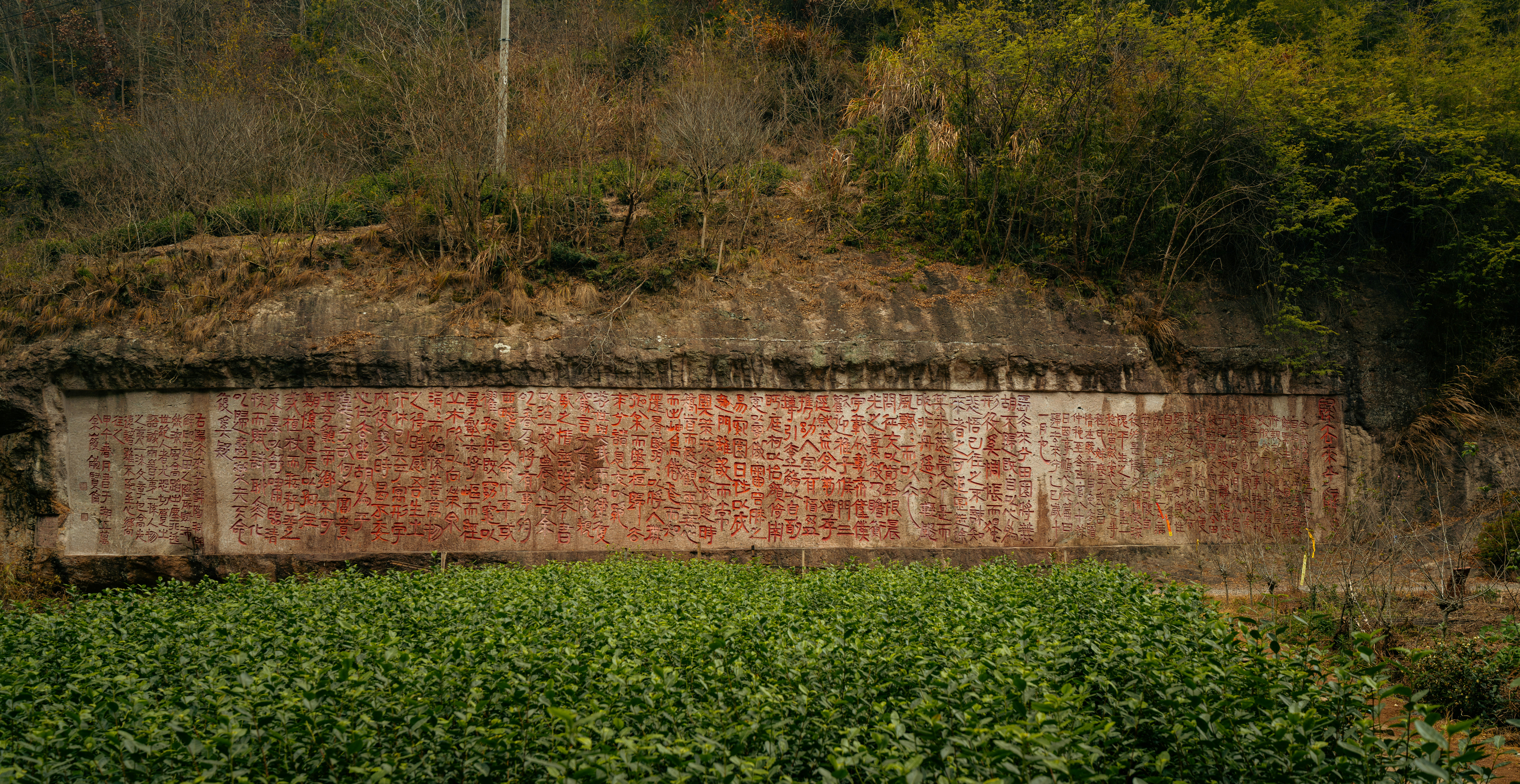 Photo by Declan Sun with Sony Alpha 7R V