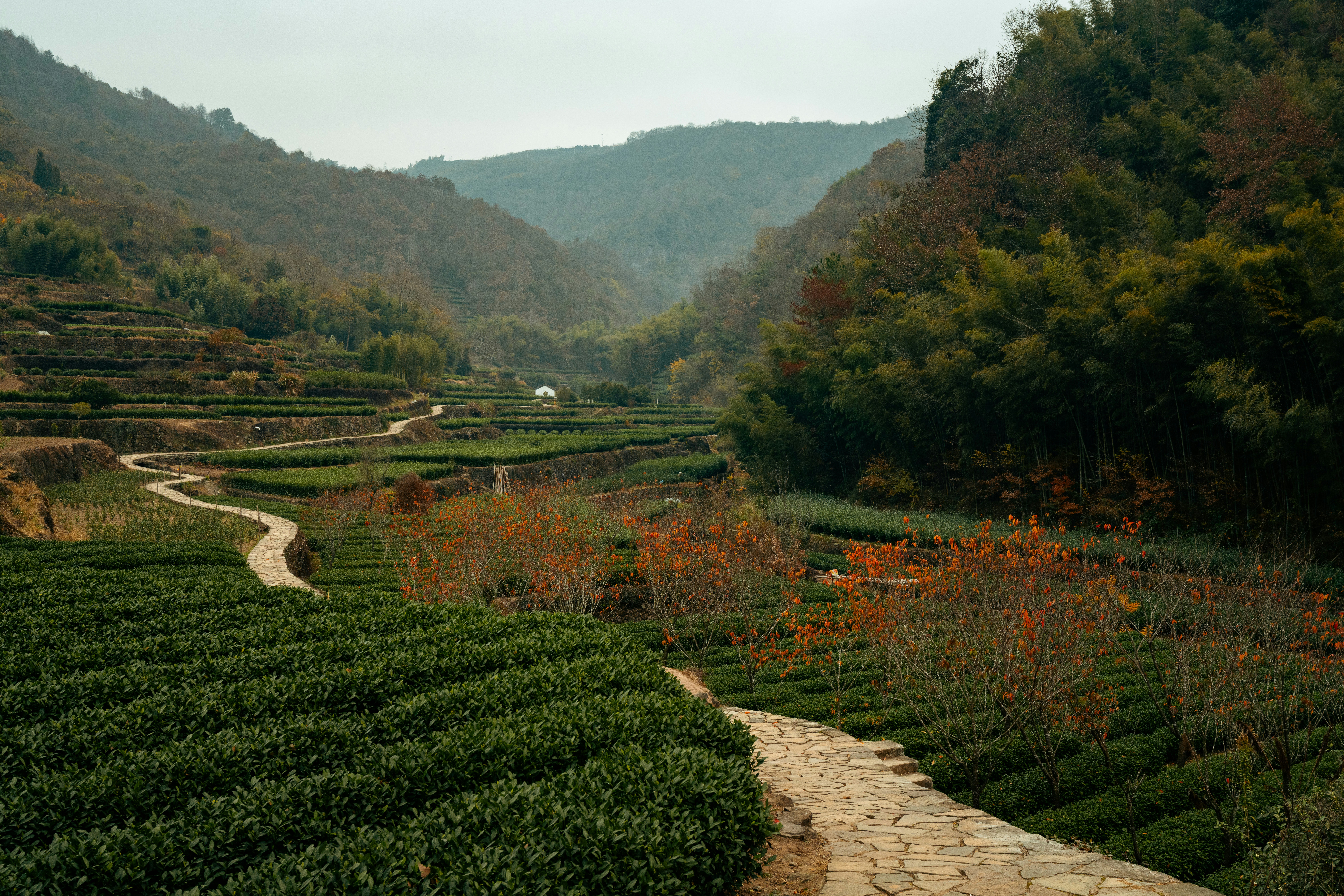 Stone Path through Terraced Tea Fields at Dusk