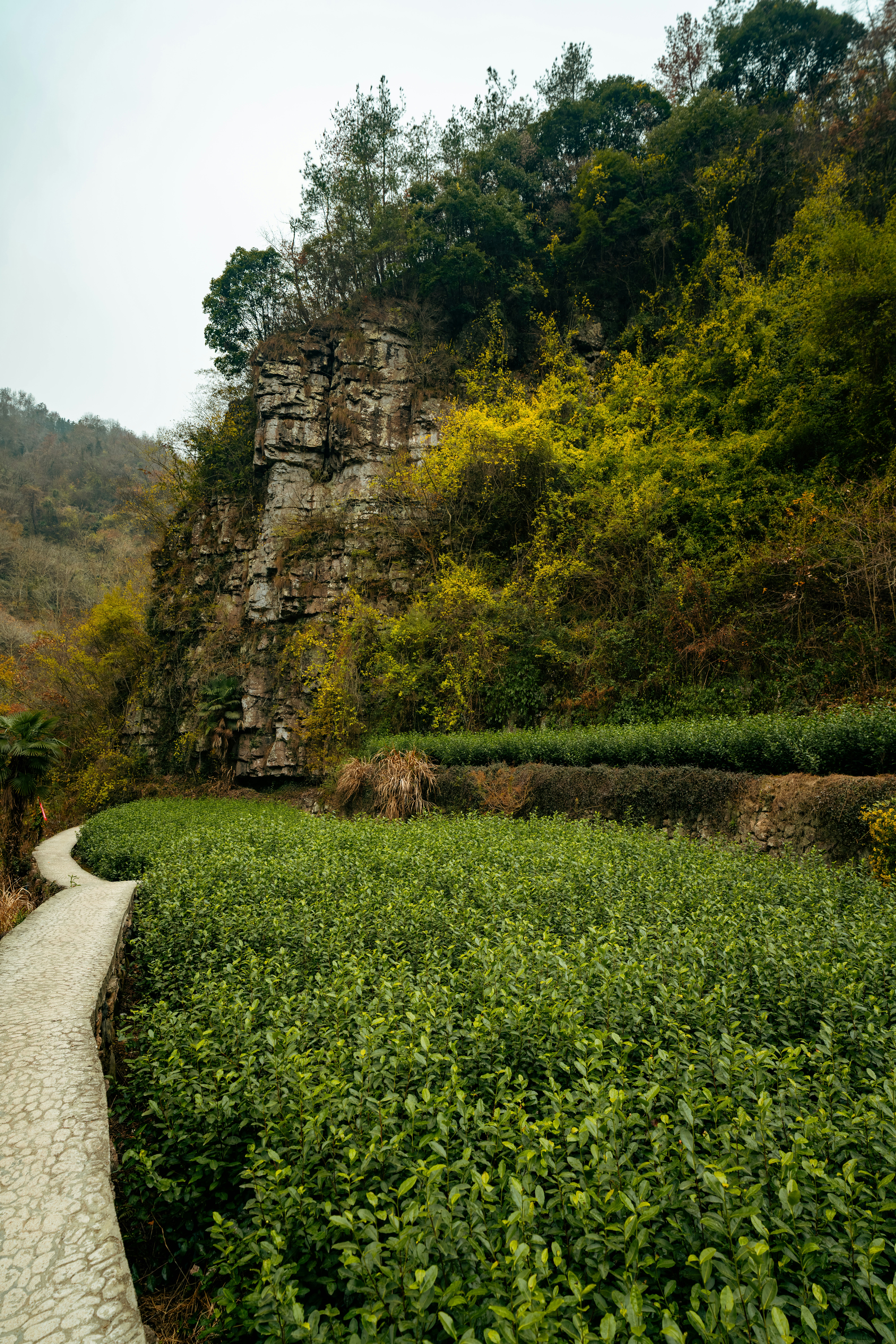 Path Along the Cliffside Tea Terraces