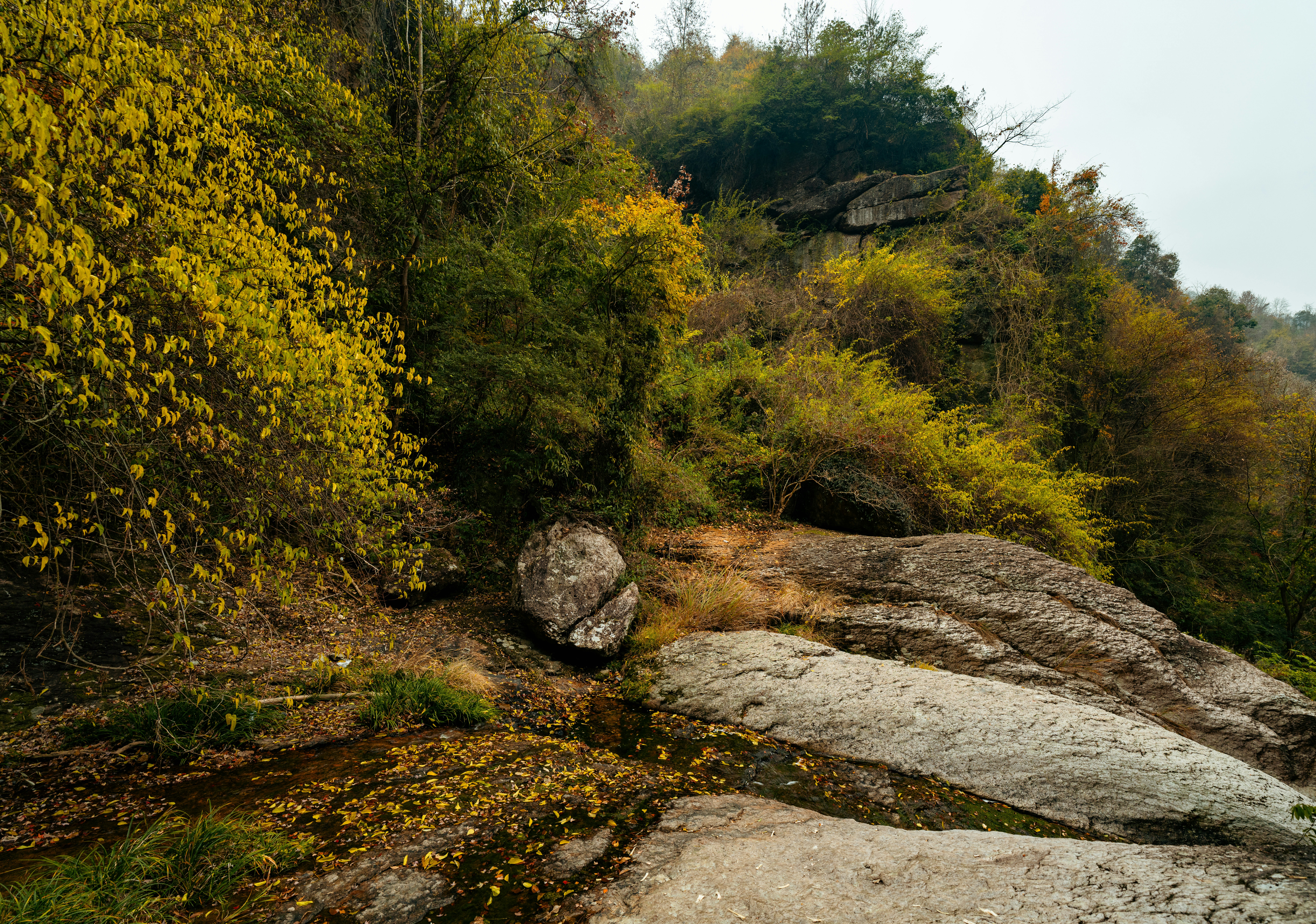 Autumn Sentinel: Boulders and Backlit Foliage on a Quiet Cliff