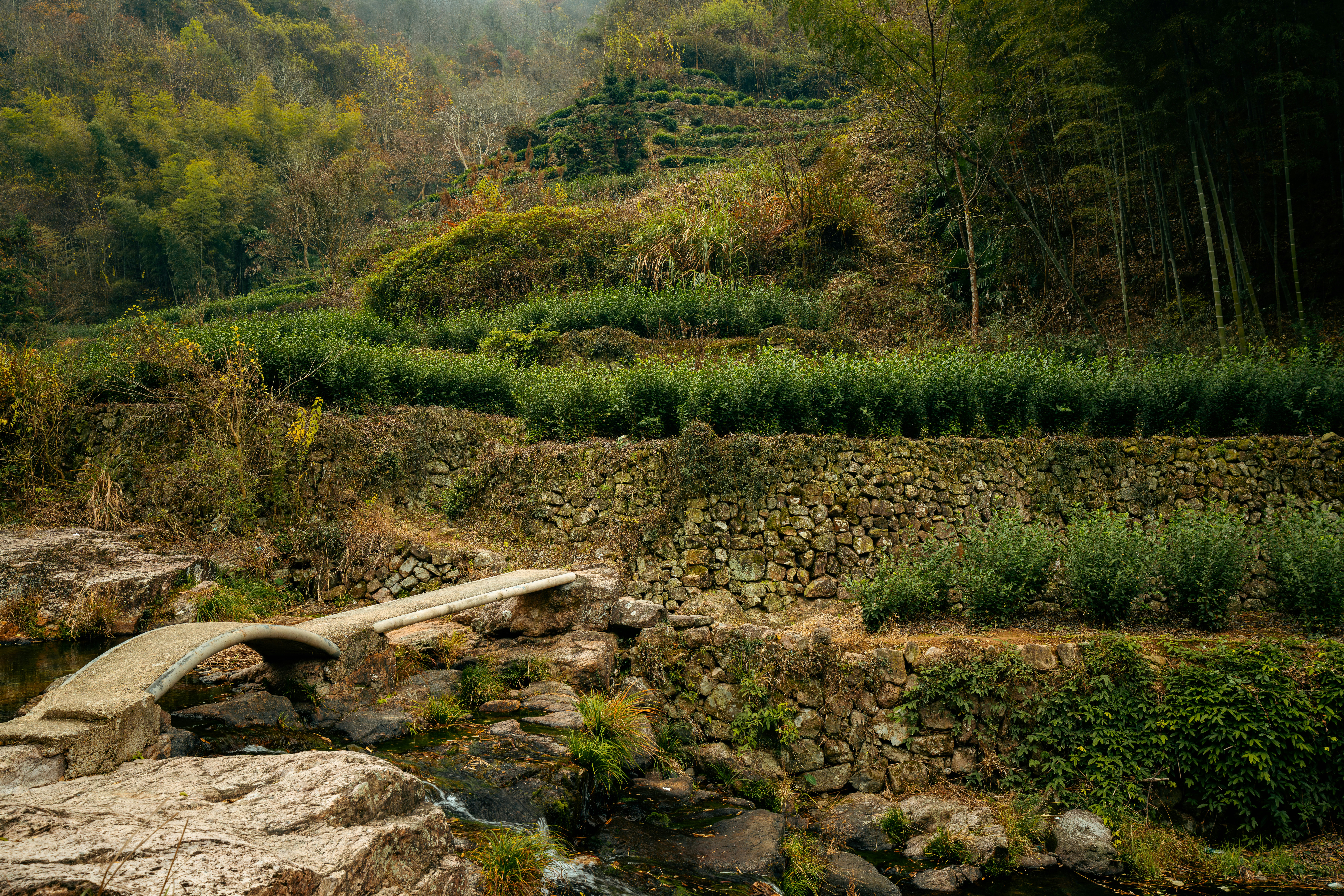 Photo by Declan Sun with Sony Alpha 7R V