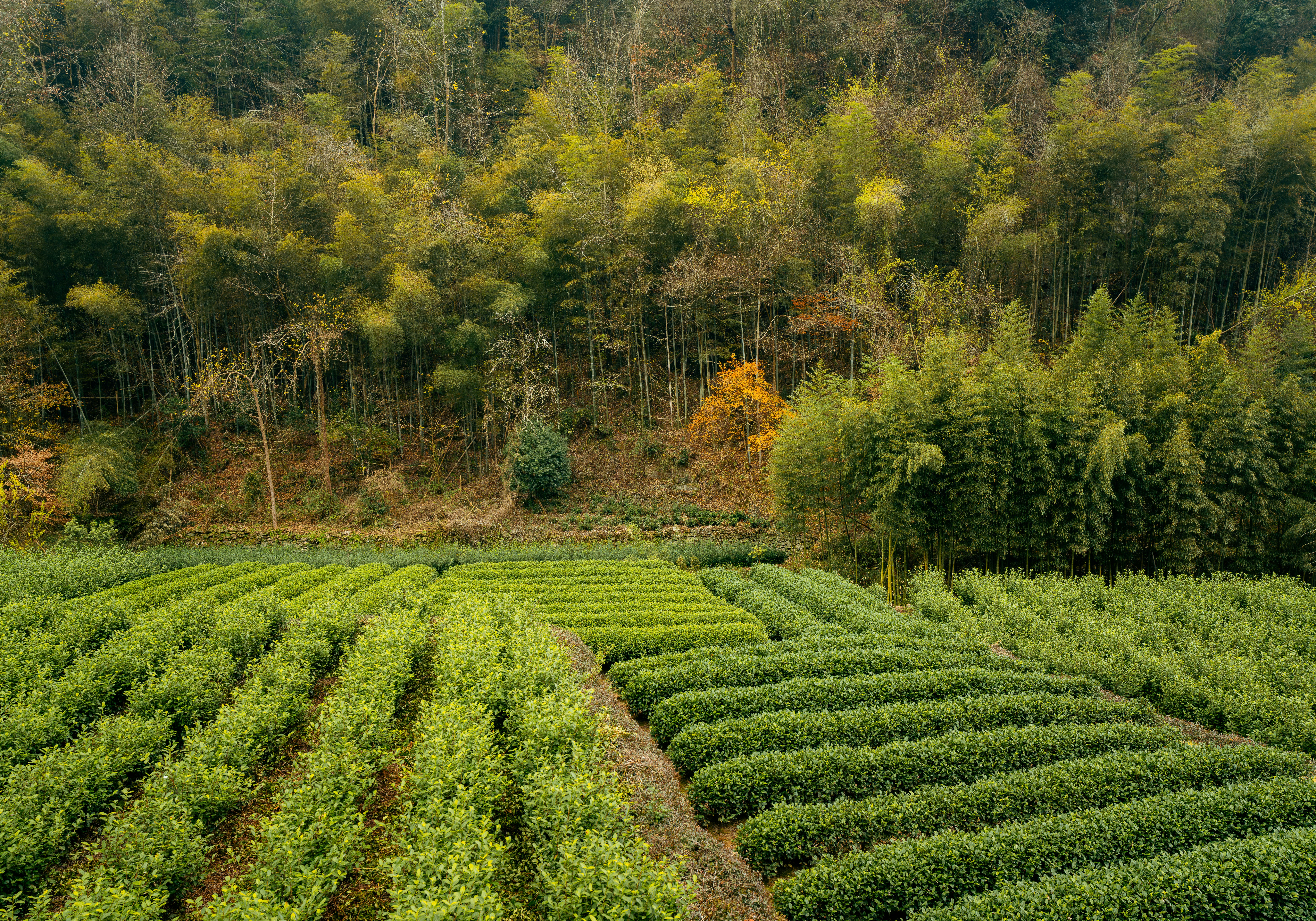 Photo by Declan Sun with Sony Alpha 7R V