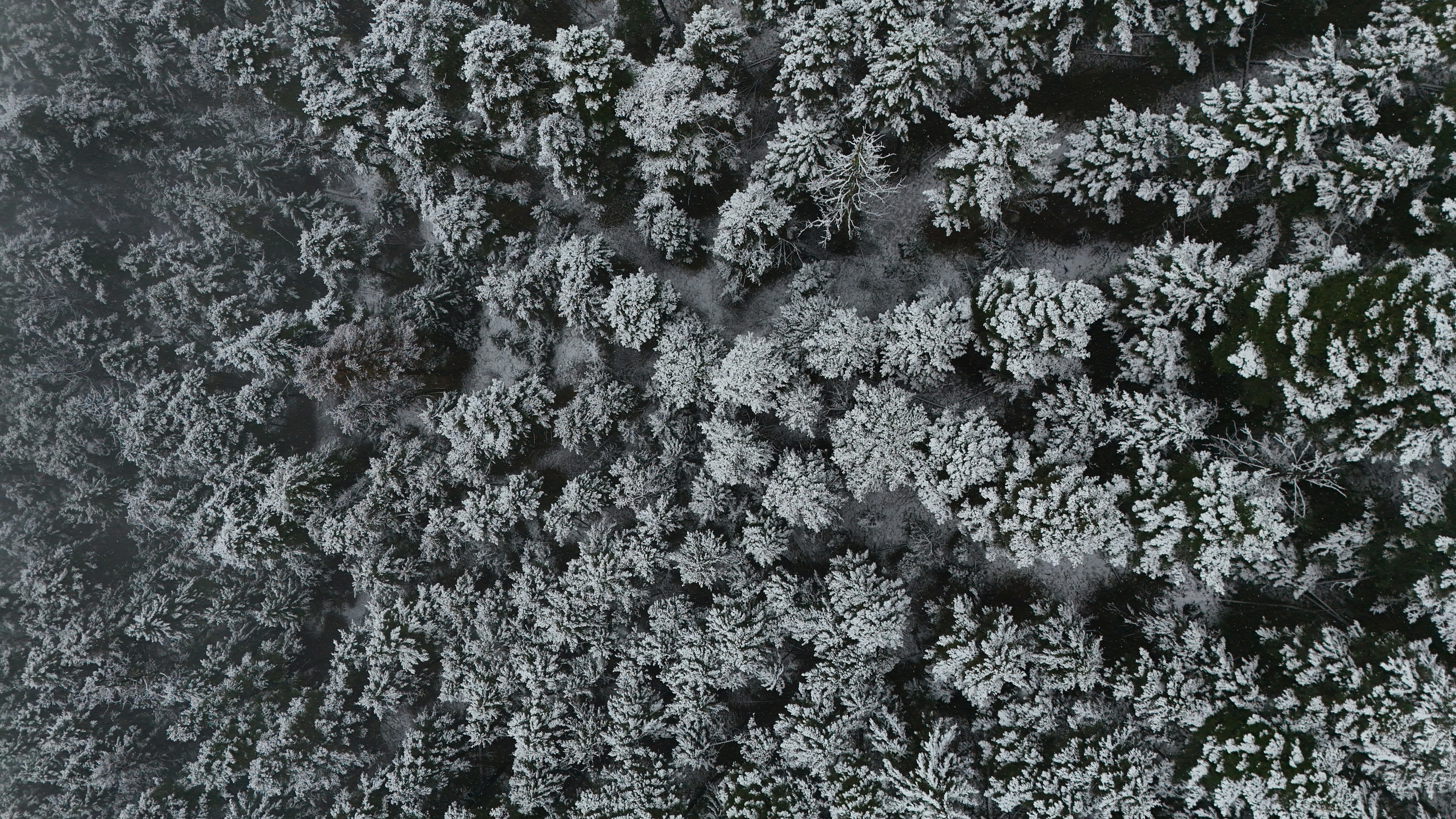 Trees loaded with snow from above.