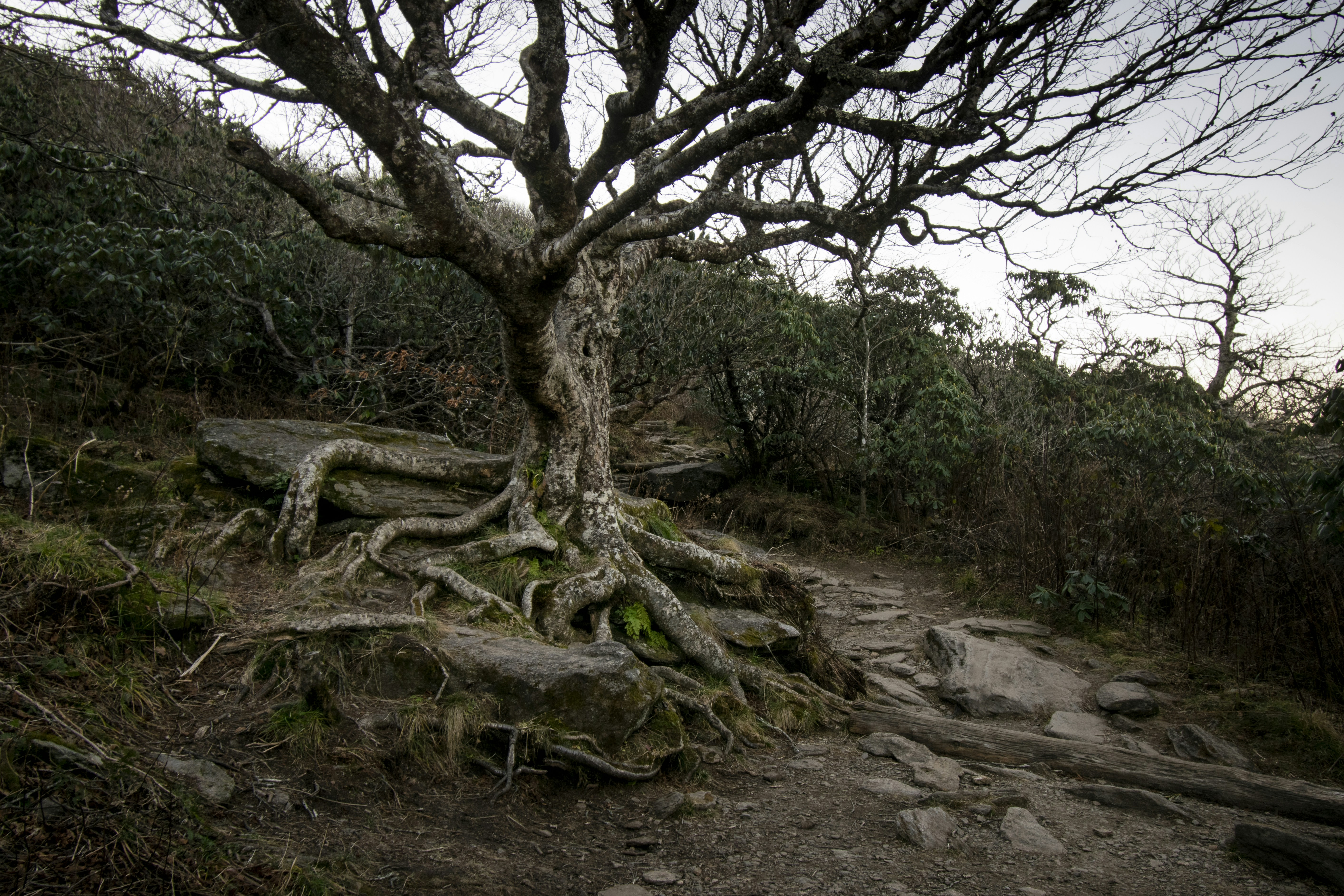 Photo by Clark Wilson with Nikon D5300