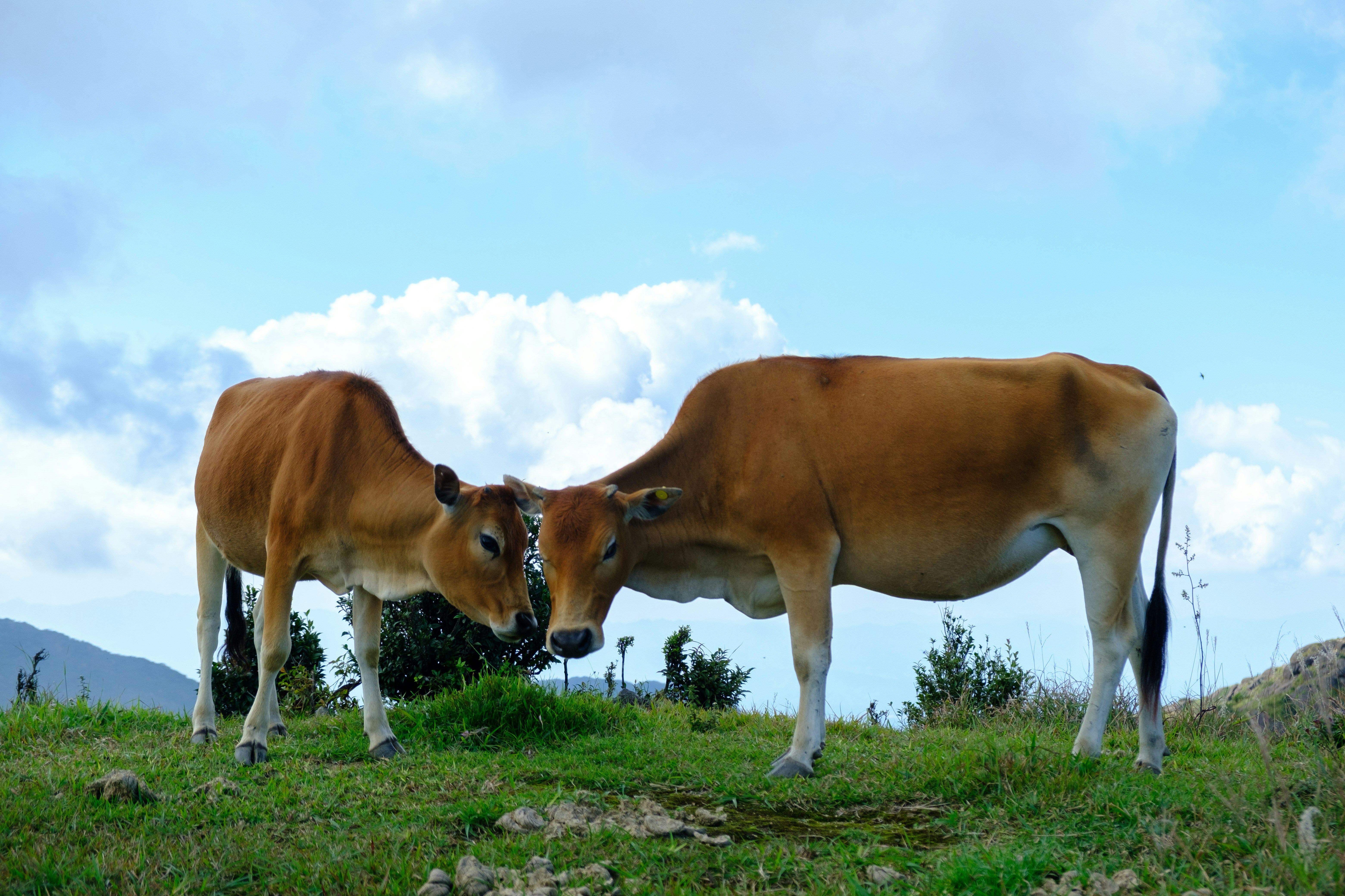 Two Highland Brown Cattle Share a Moment on a Lush Hill