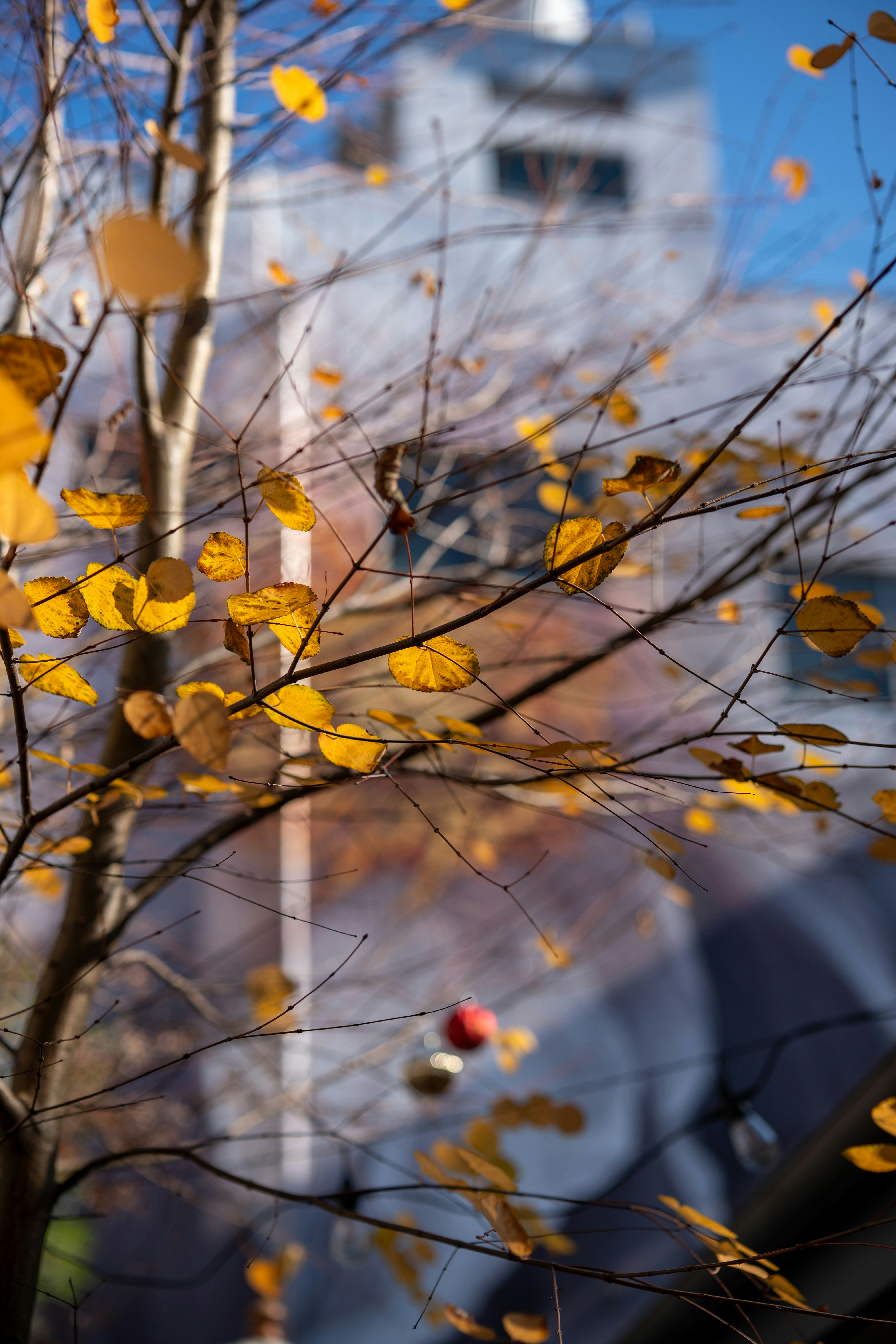 Photo by Kouji Tsuru with Nikon Z6 III