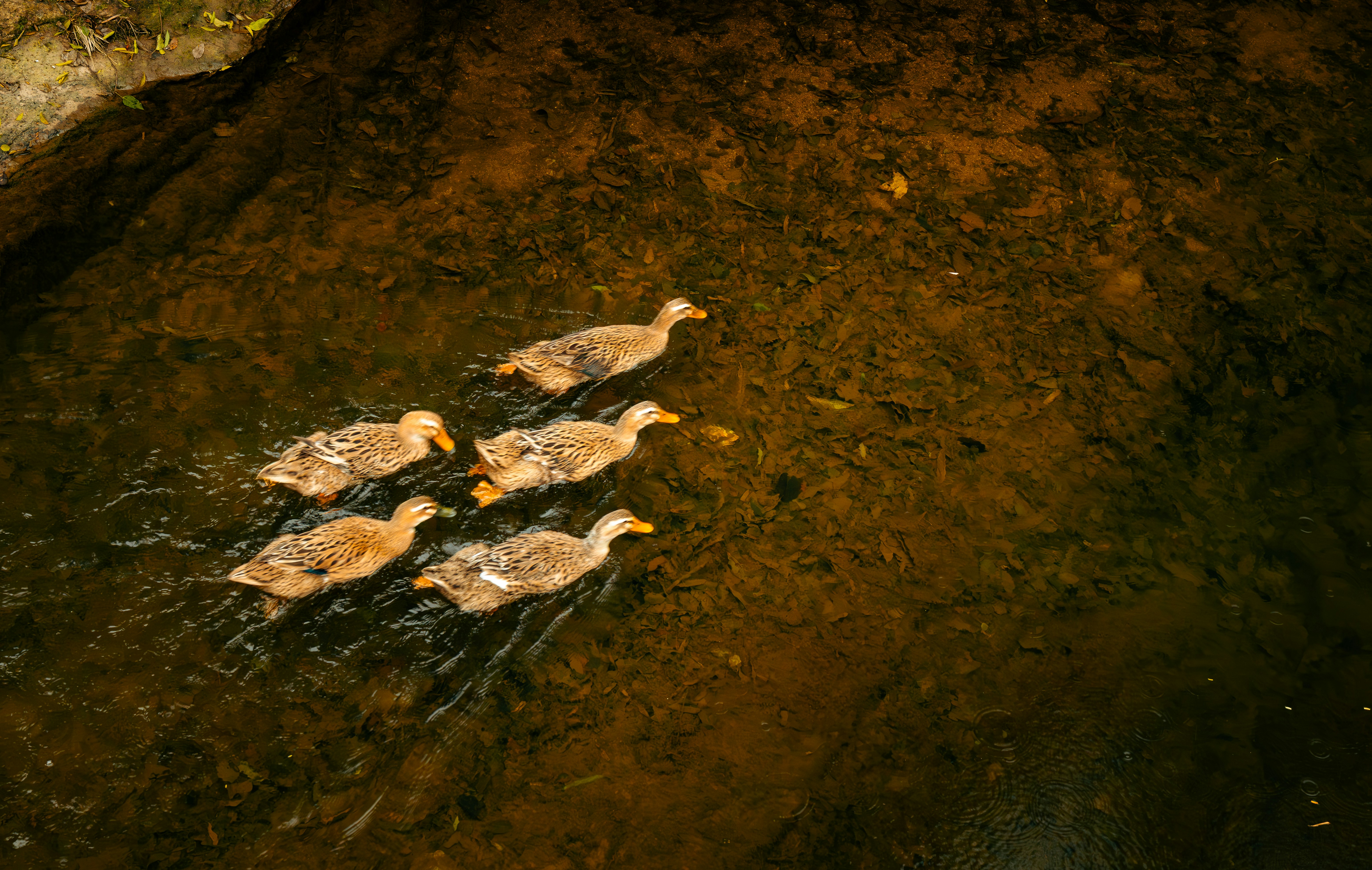 Photo by Declan Sun with Sony Alpha 7R V