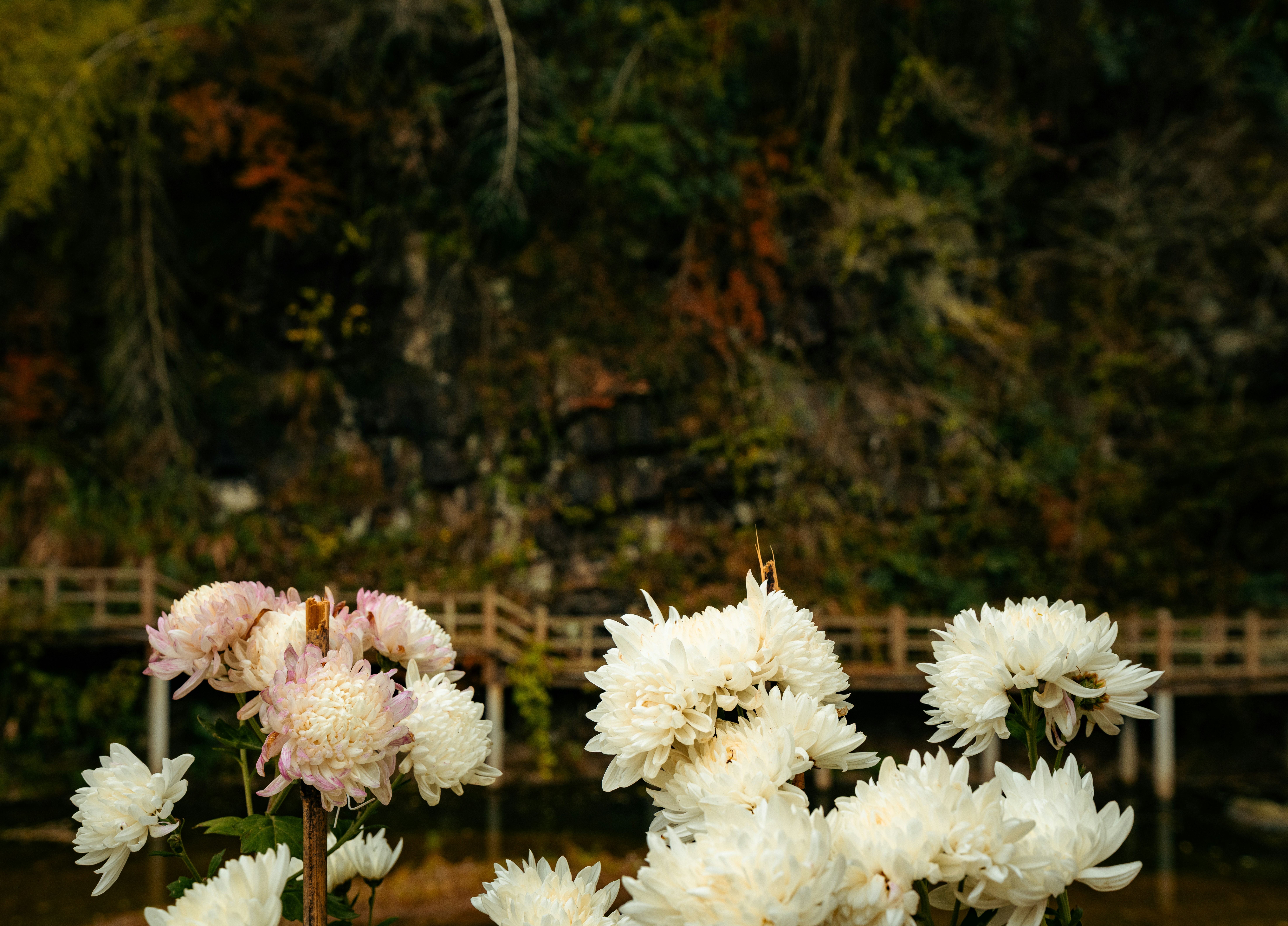Autumn Blooms at the Woodland Pool