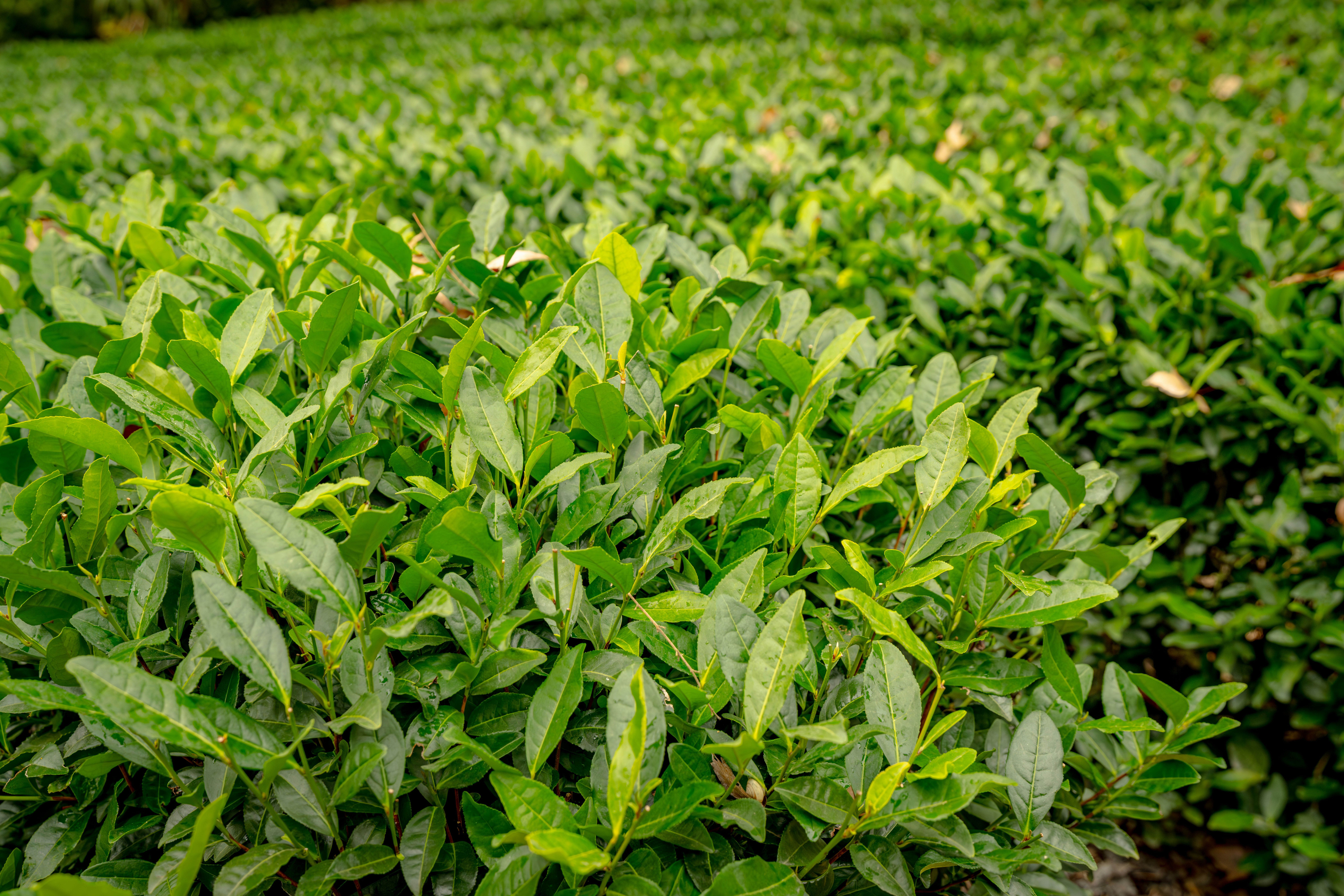 Photo by Declan Sun with Sony Alpha 7R V