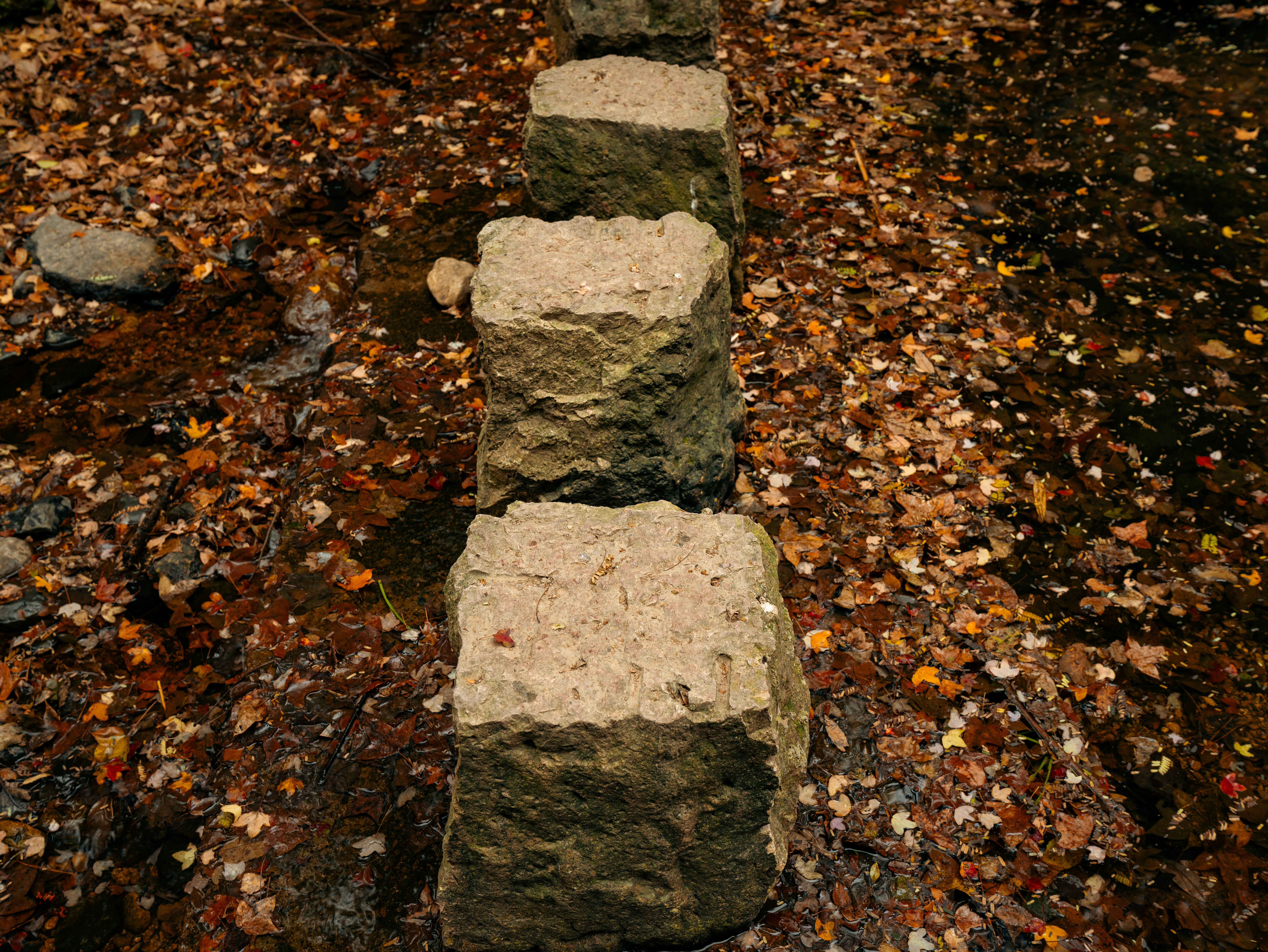 Photo by Declan Sun with Sony Alpha 7R V