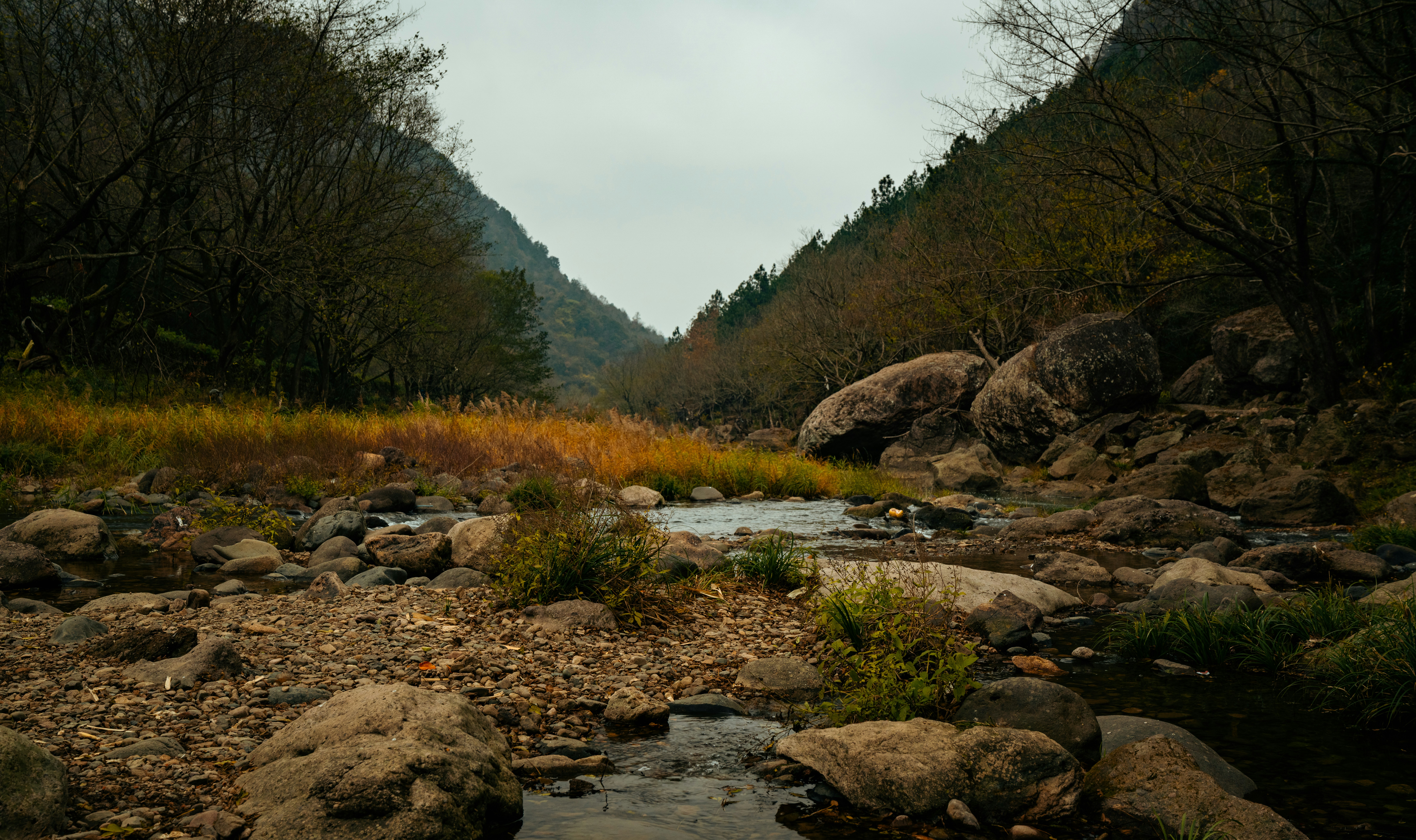Quiet Riverbed Between Autumn Pines