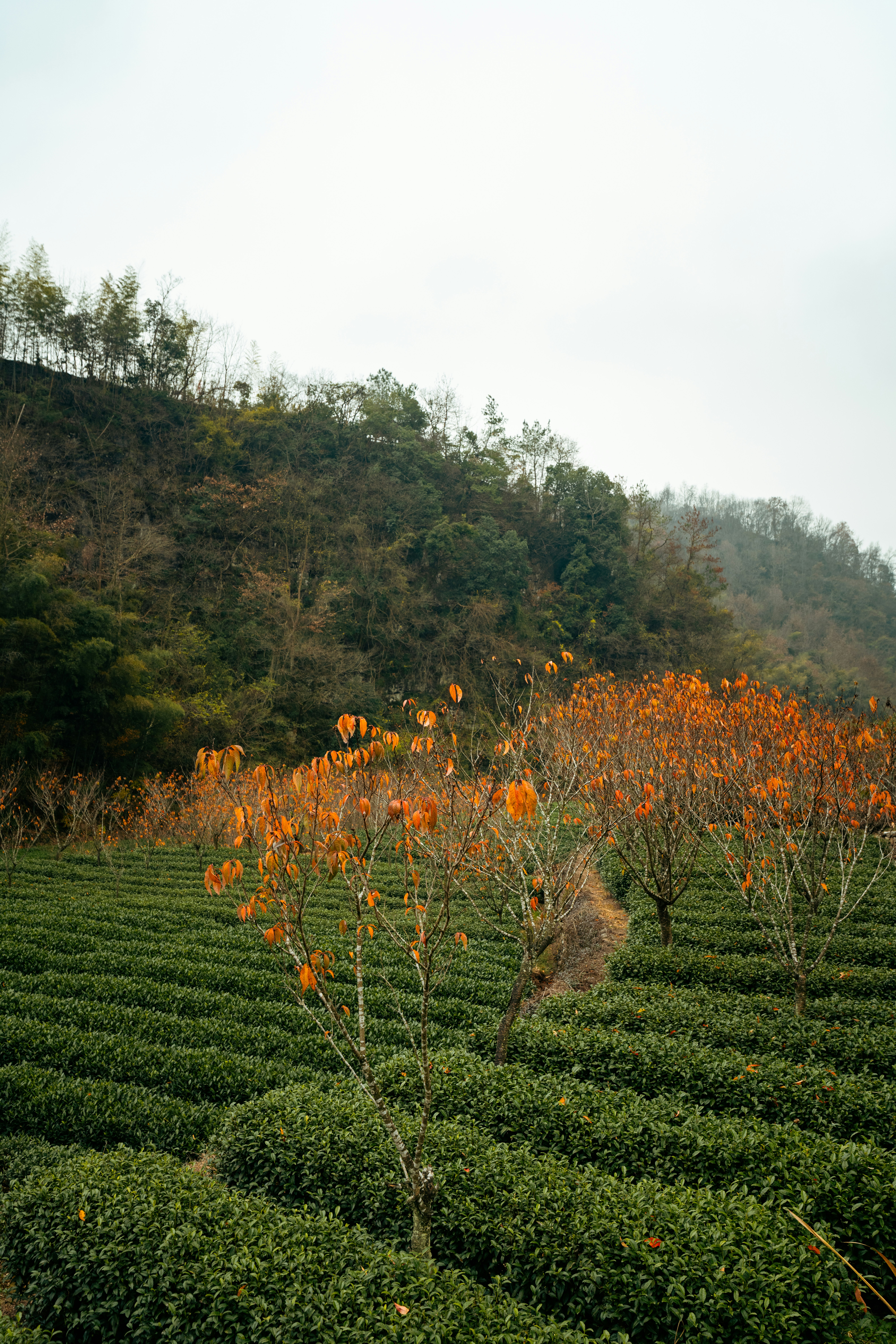 Autumn Orchard Verge: Orange Leaves Amid Green Rows