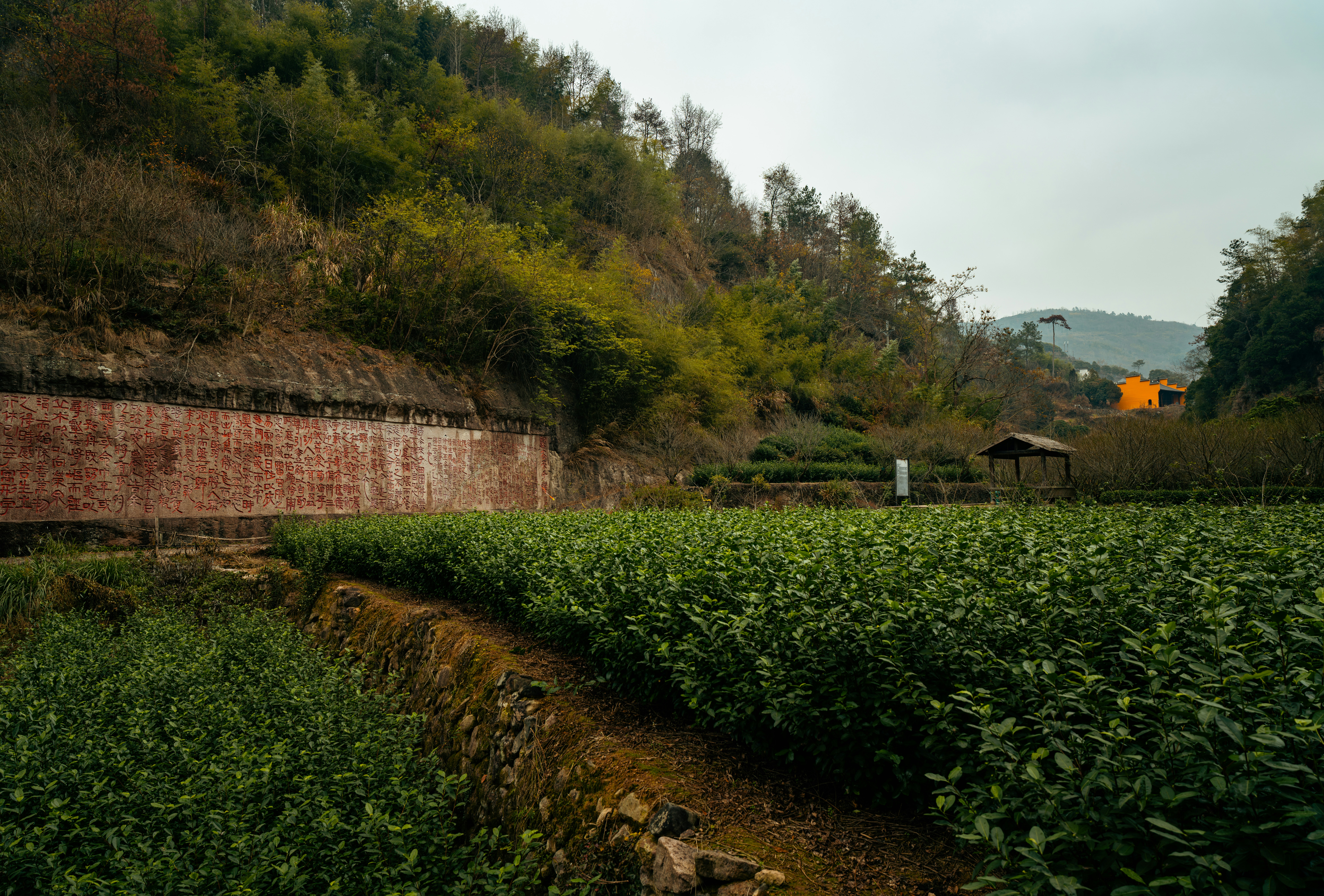 Photo by Declan Sun with Sony Alpha 7R V