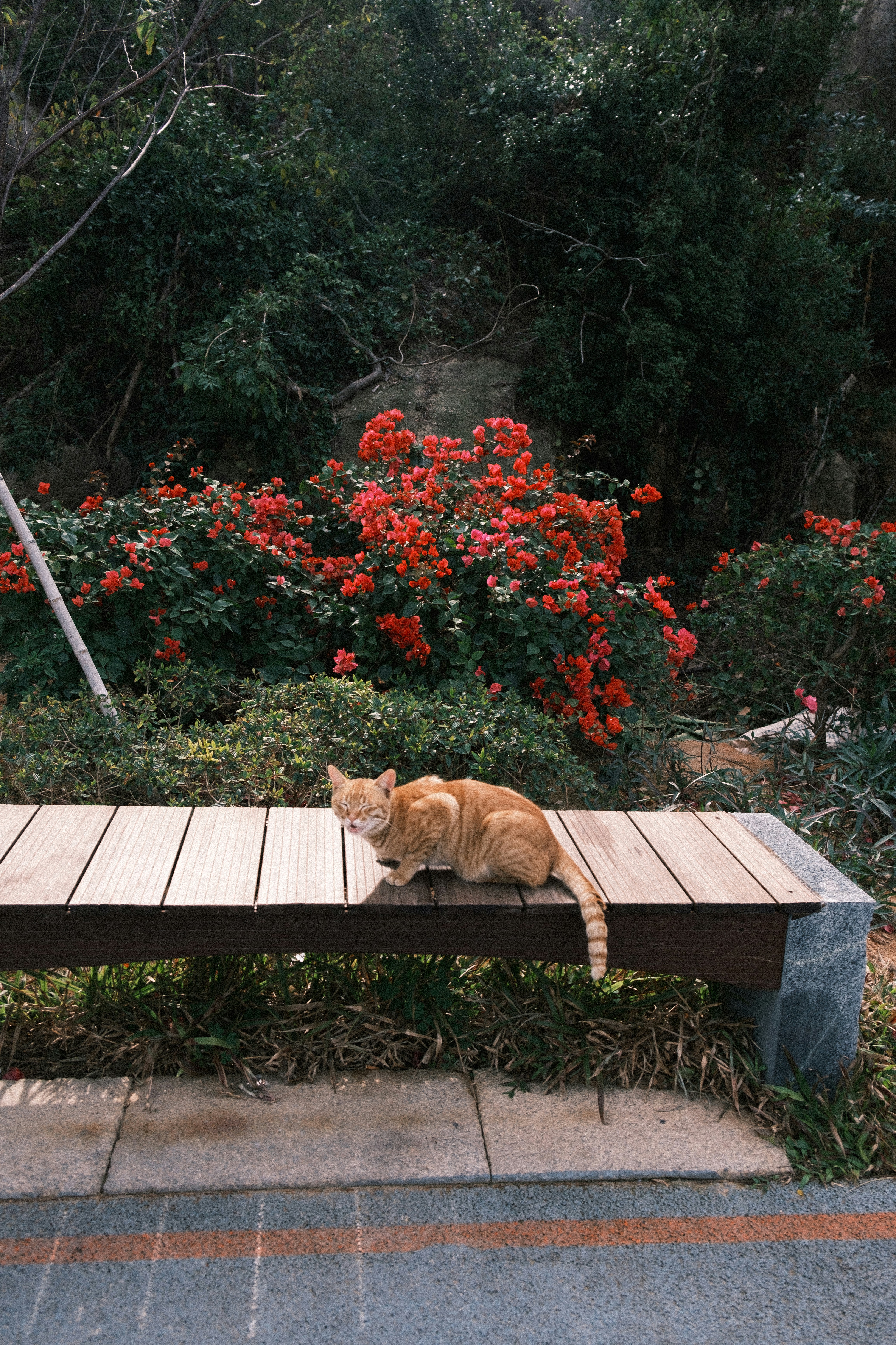 Sunlit Ginger Cat on a Wooden Bench Amid Red Blooms