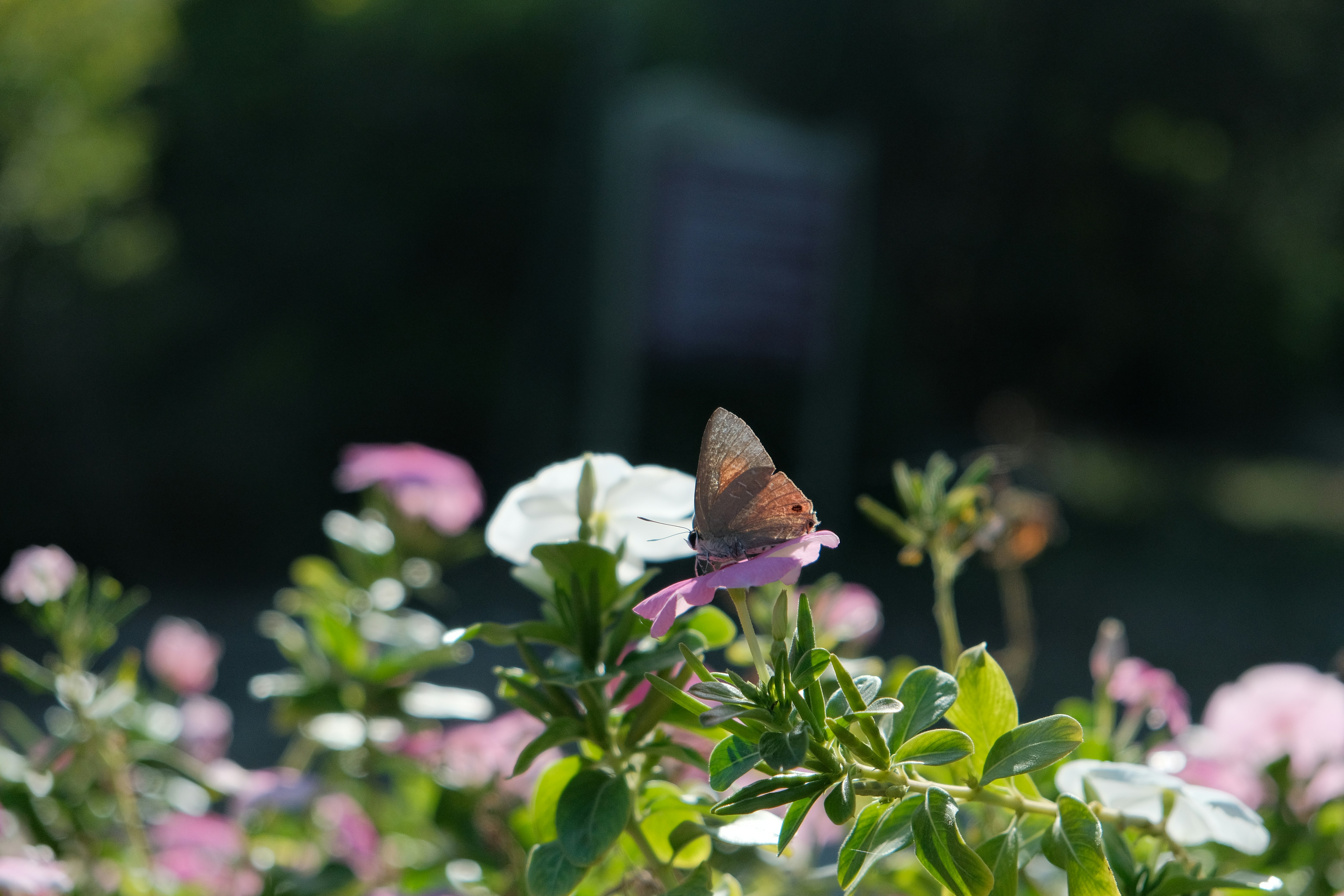Butterfly on a bloom: a quiet moment in the garden