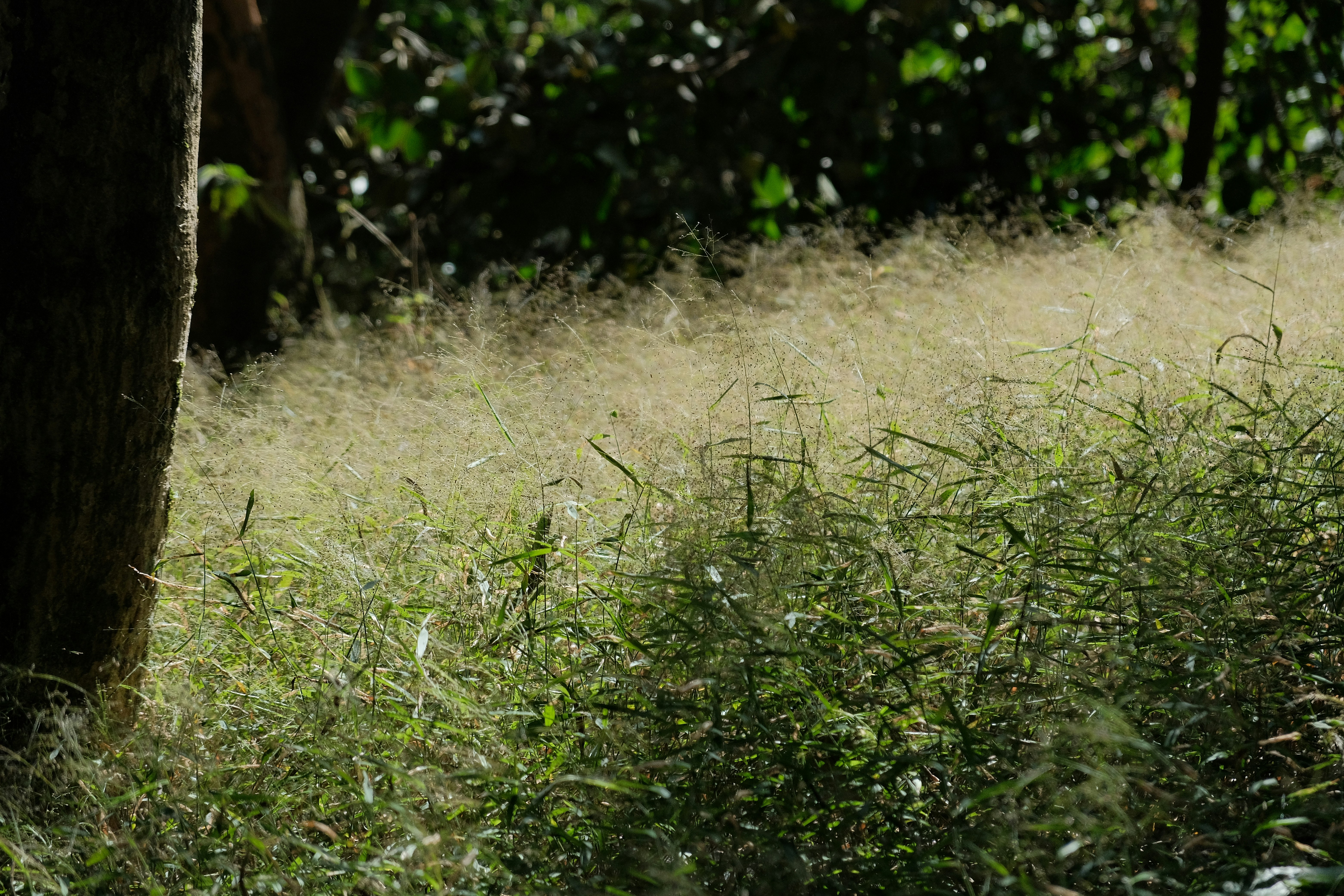 Sunlit Weeds in a Quiet Field
