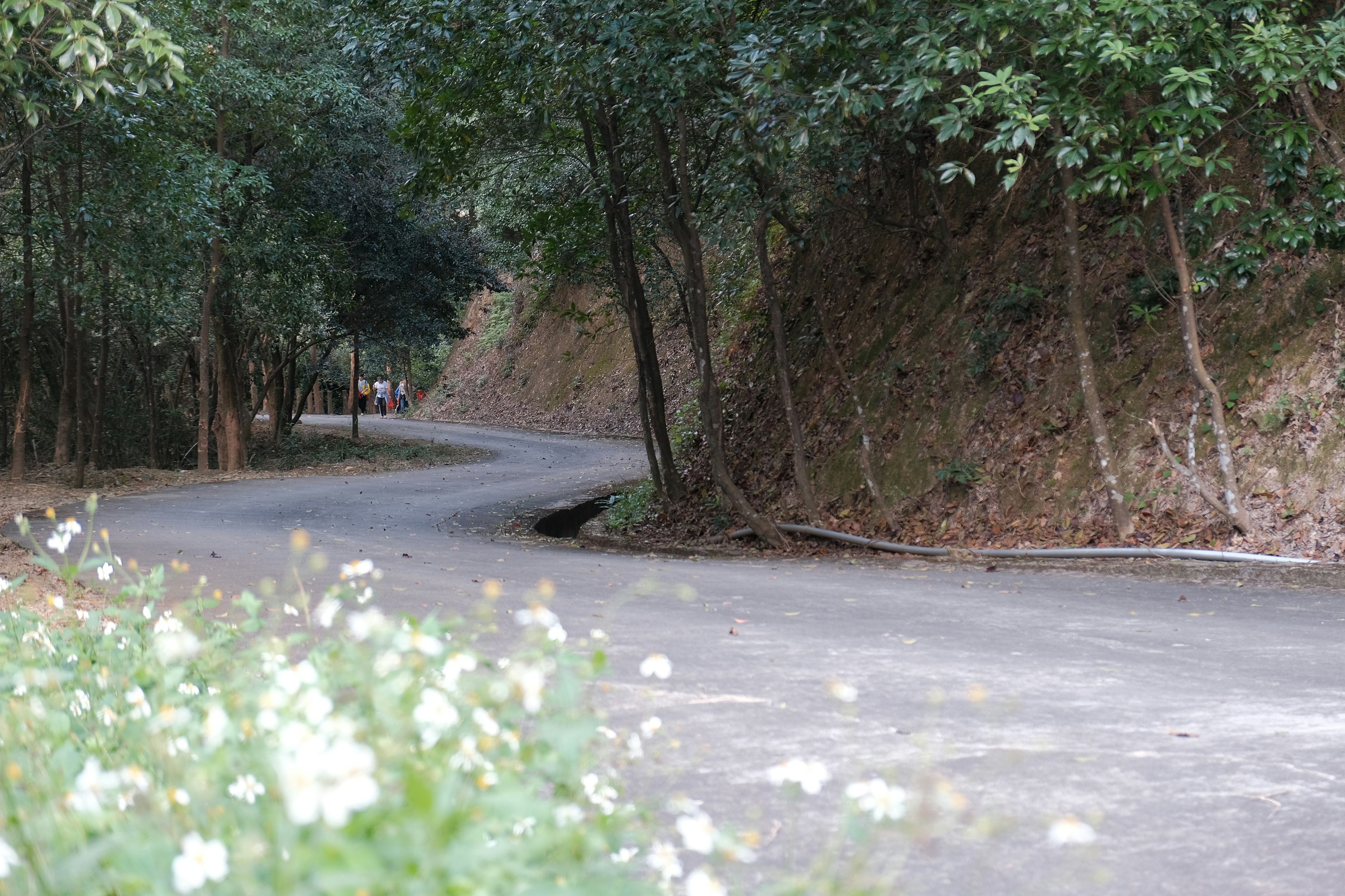 Curved Road Through a Tranquil Shaded Path