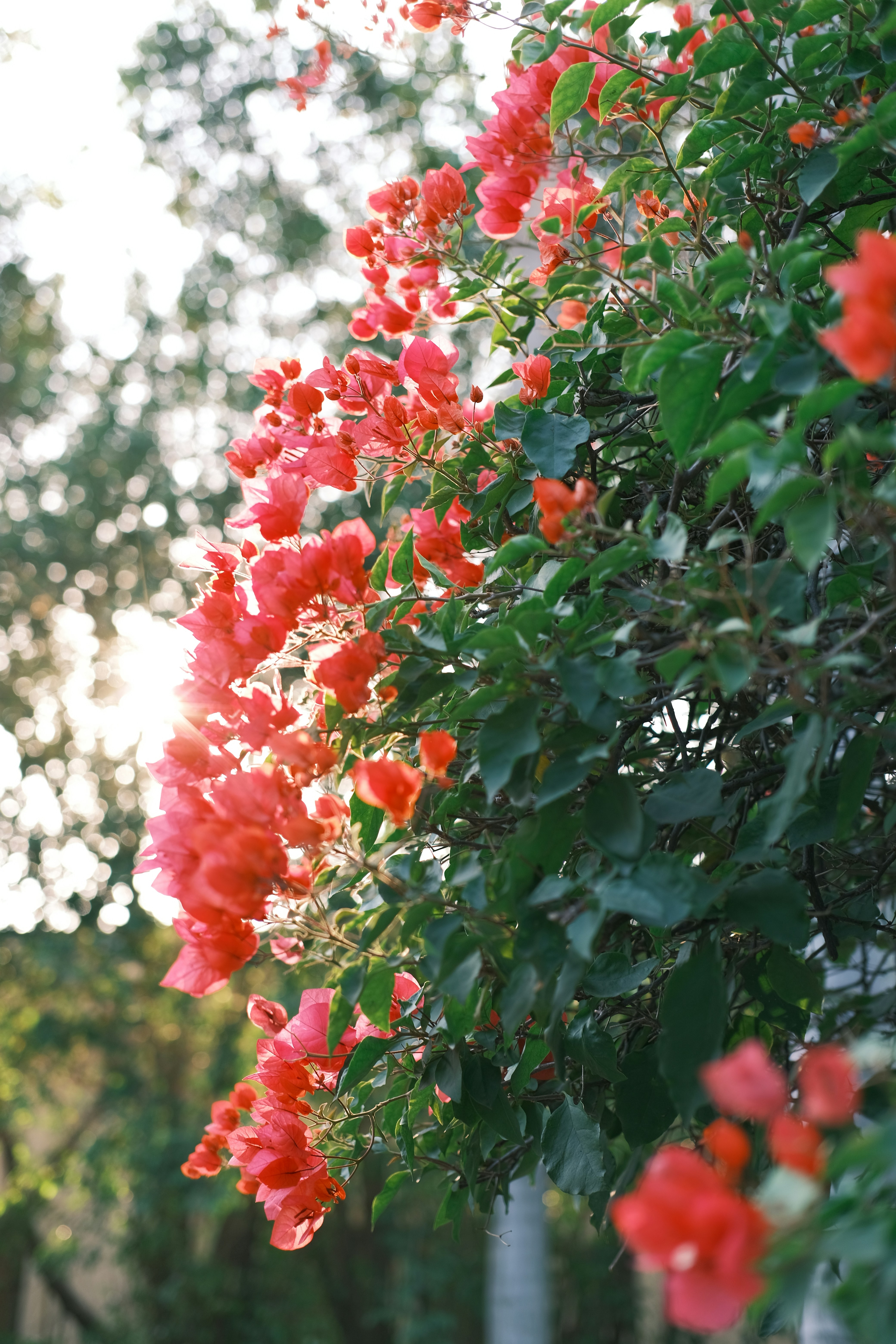 Sunlit Bougainvillea Cascade at the Edge of Evening